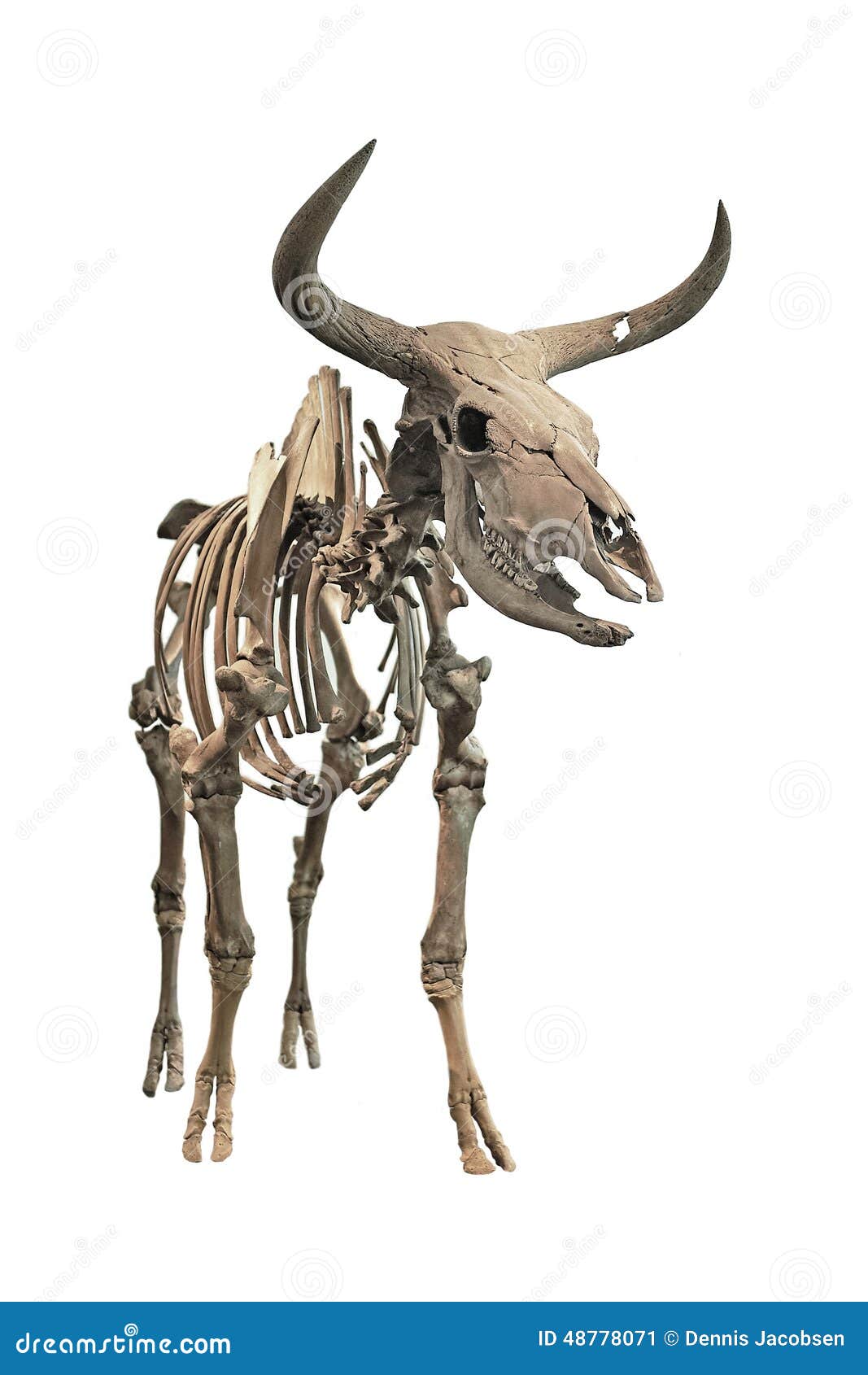 Aurochs Skeleton (Bos Primigenius) Stock Image - Image of isolated ...