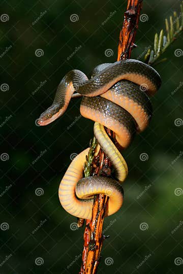 Aurora house snake stock photo. Image of africa, wild - 27331776