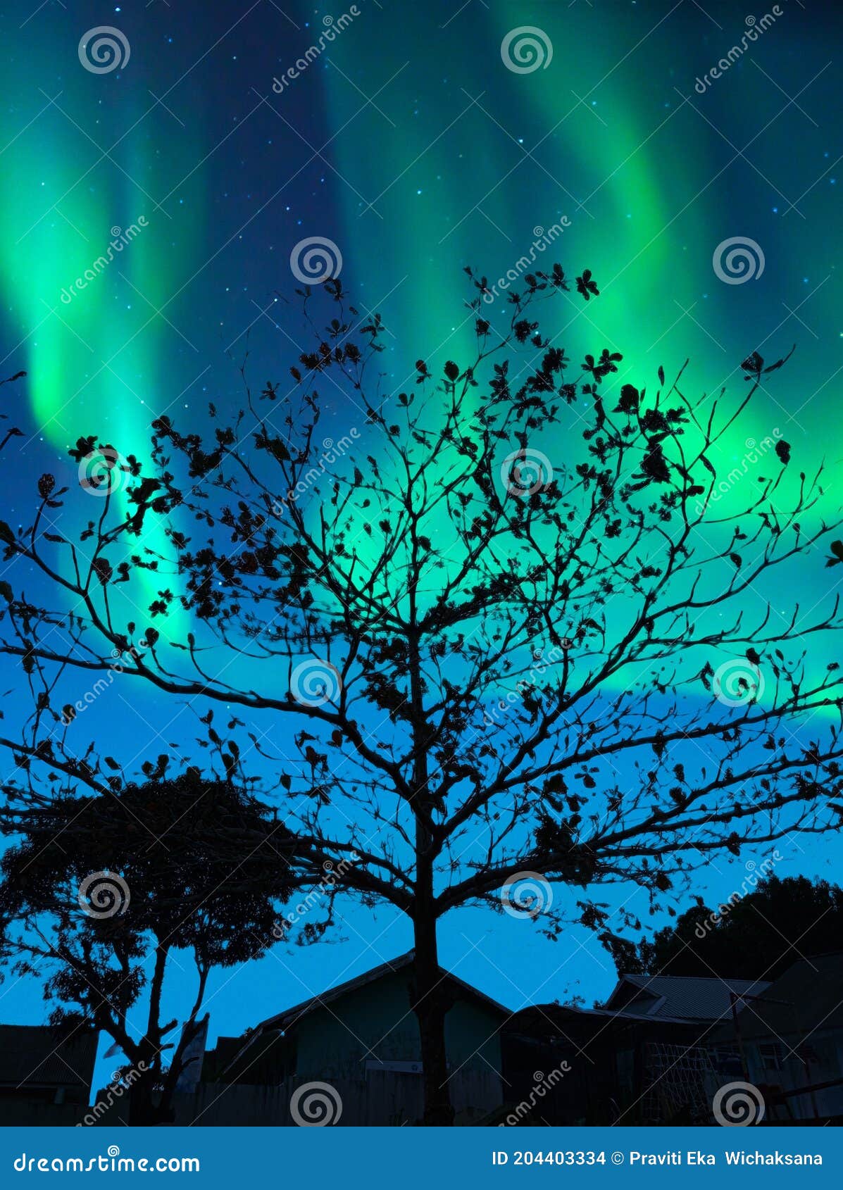 Aurora Sky Night Tree Light Darkness Blue Green Stock Photo - Image of ...