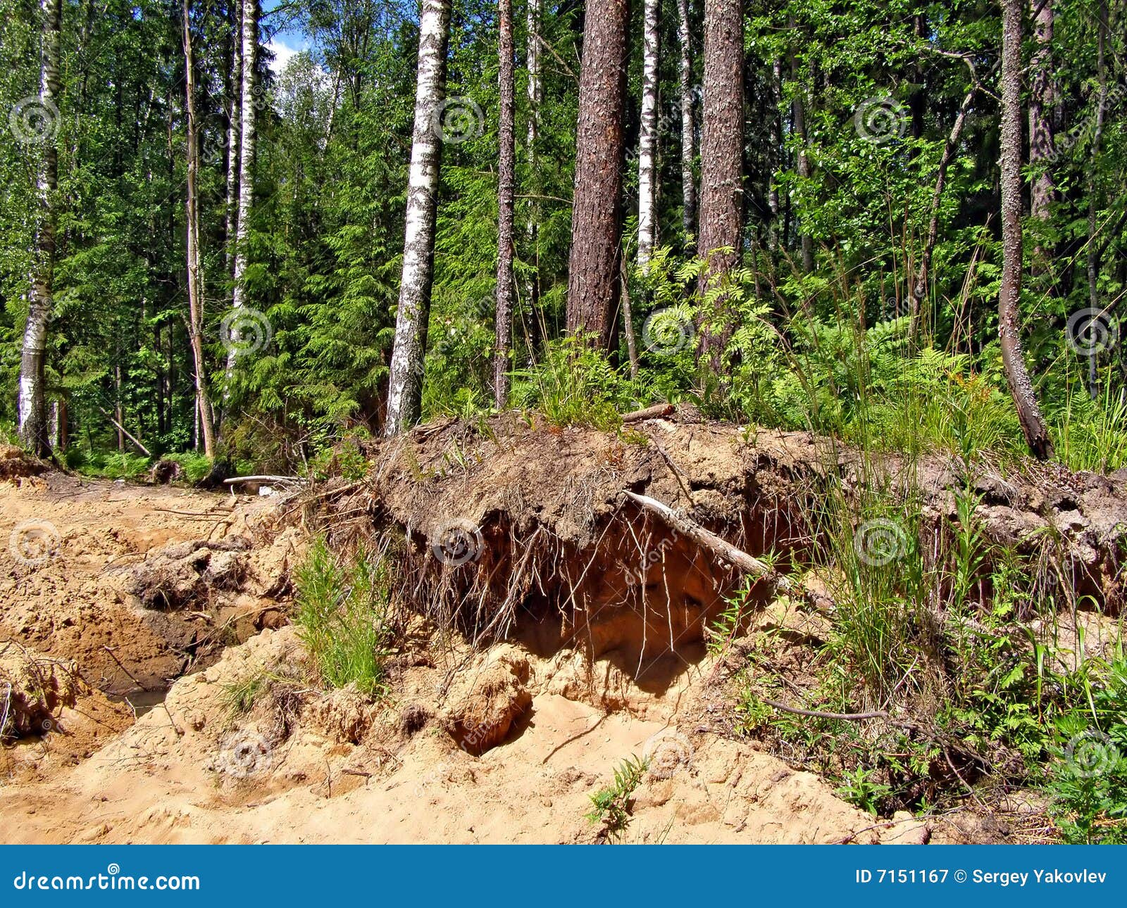 Ausbrechen stockbild. Bild von kiefer, abend, wurzel, blatt - 7151167