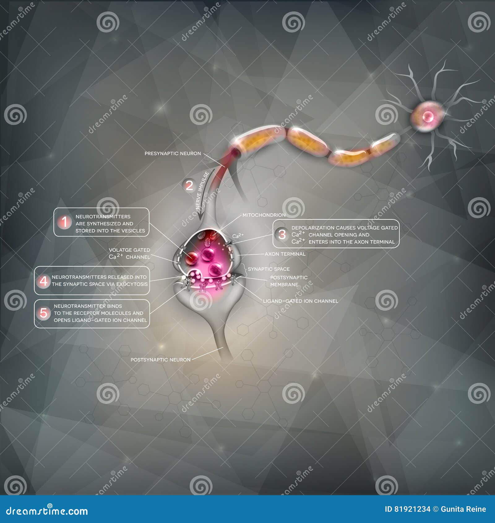Ausführliche Anatomie Der Synapse Vektor Abbildung - Illustration von ...