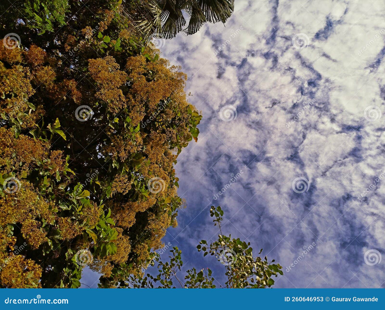 The Spring is here stock image. Image of great, gretful - 260646953