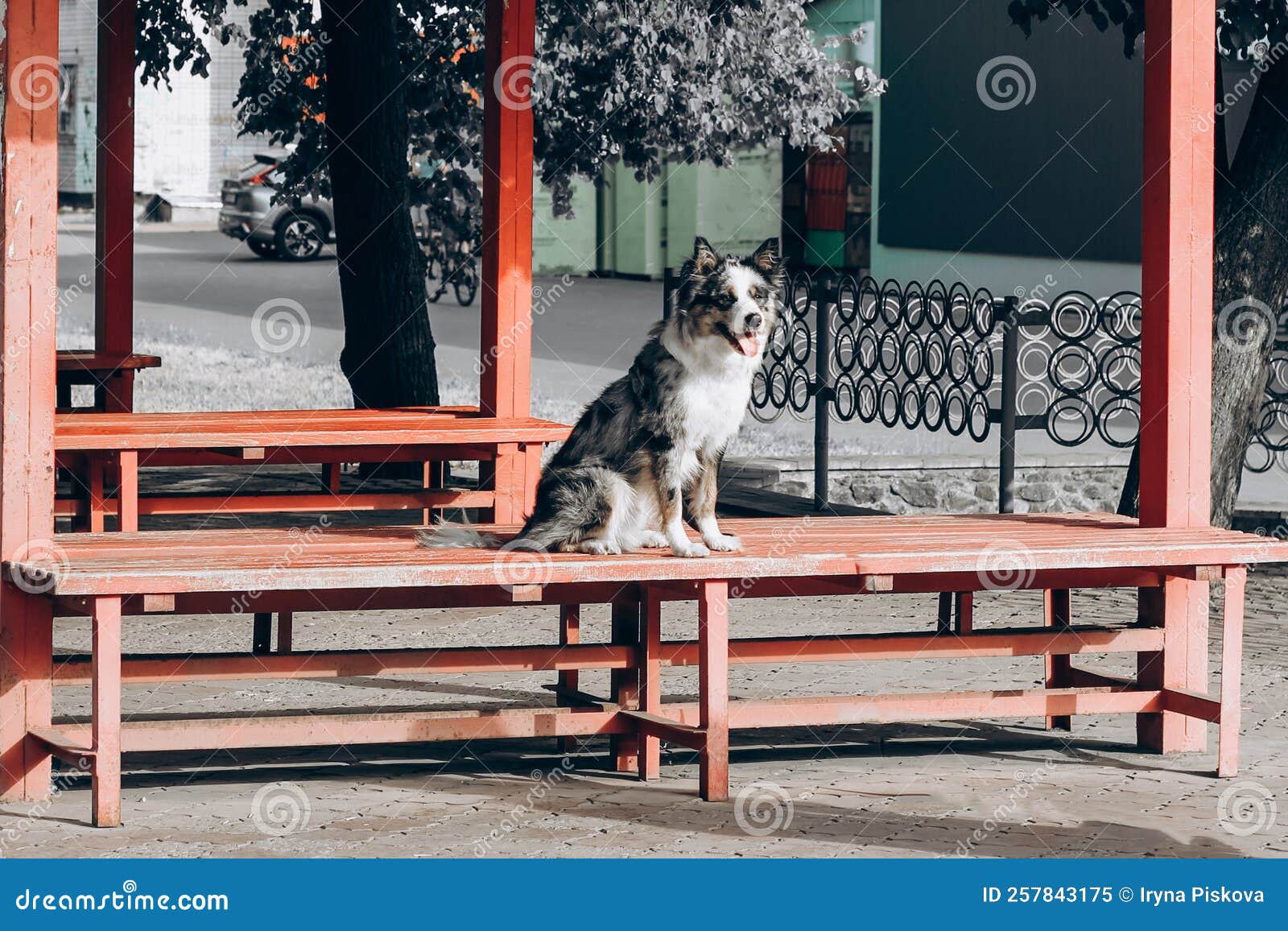 The Aussie Australian Shepherd Dog Sits Alone at the Bus Stop. Stock ...