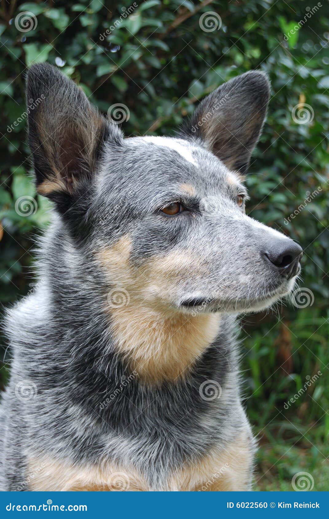 Aussie profile stock photo. Image of profile, pose, cattle - 6022560