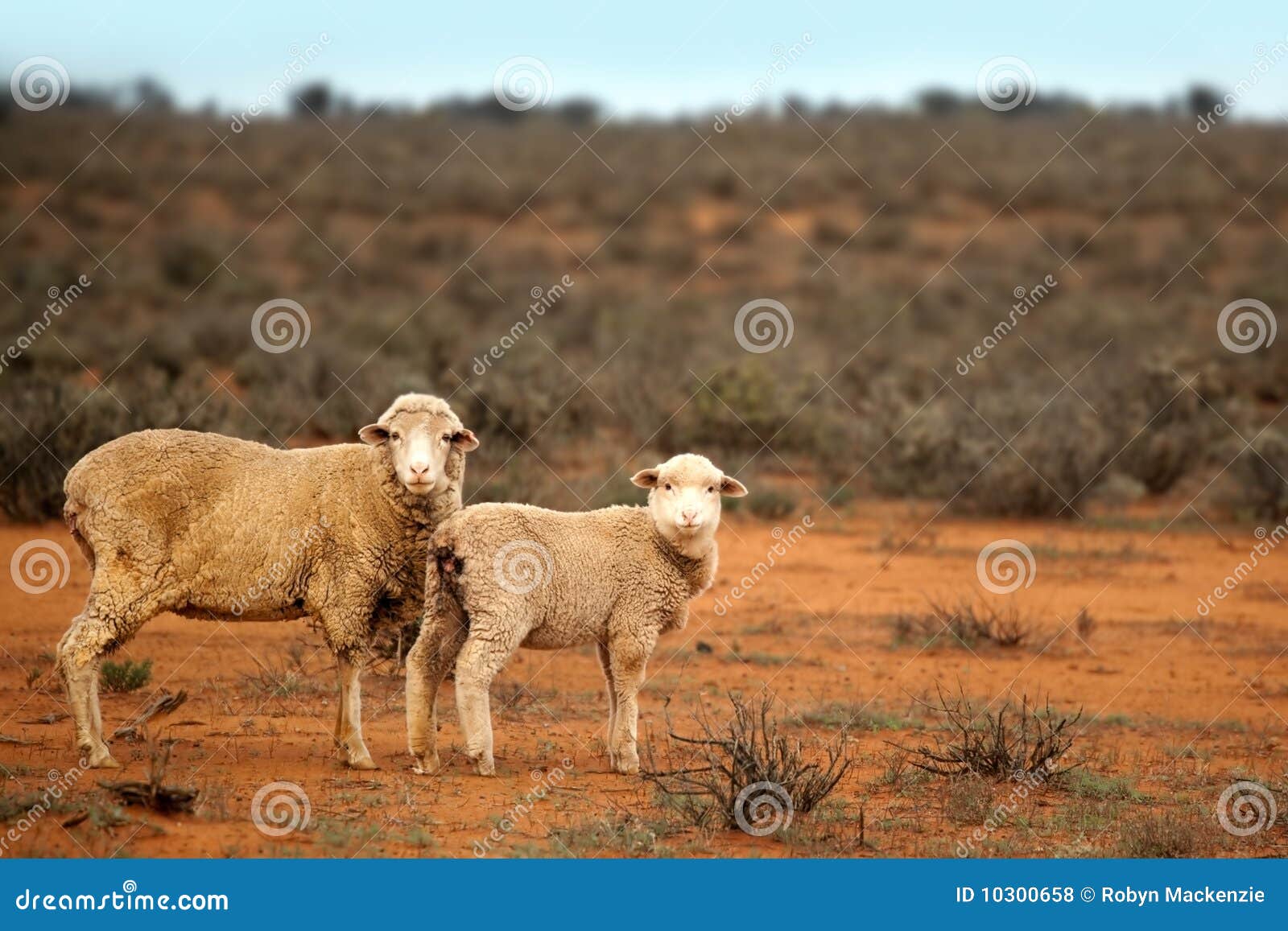 Aussie Sheep stock photo. Image of sheep, animal, colour - 10300658