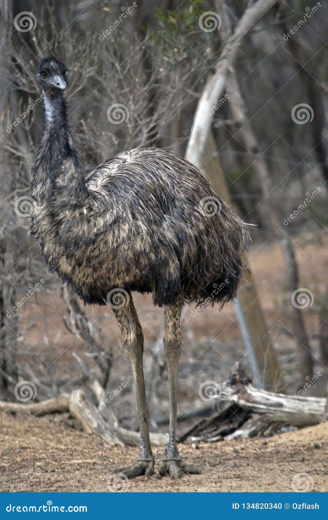 An Australian emu stock photo. Image of australian, flightless - 134820340