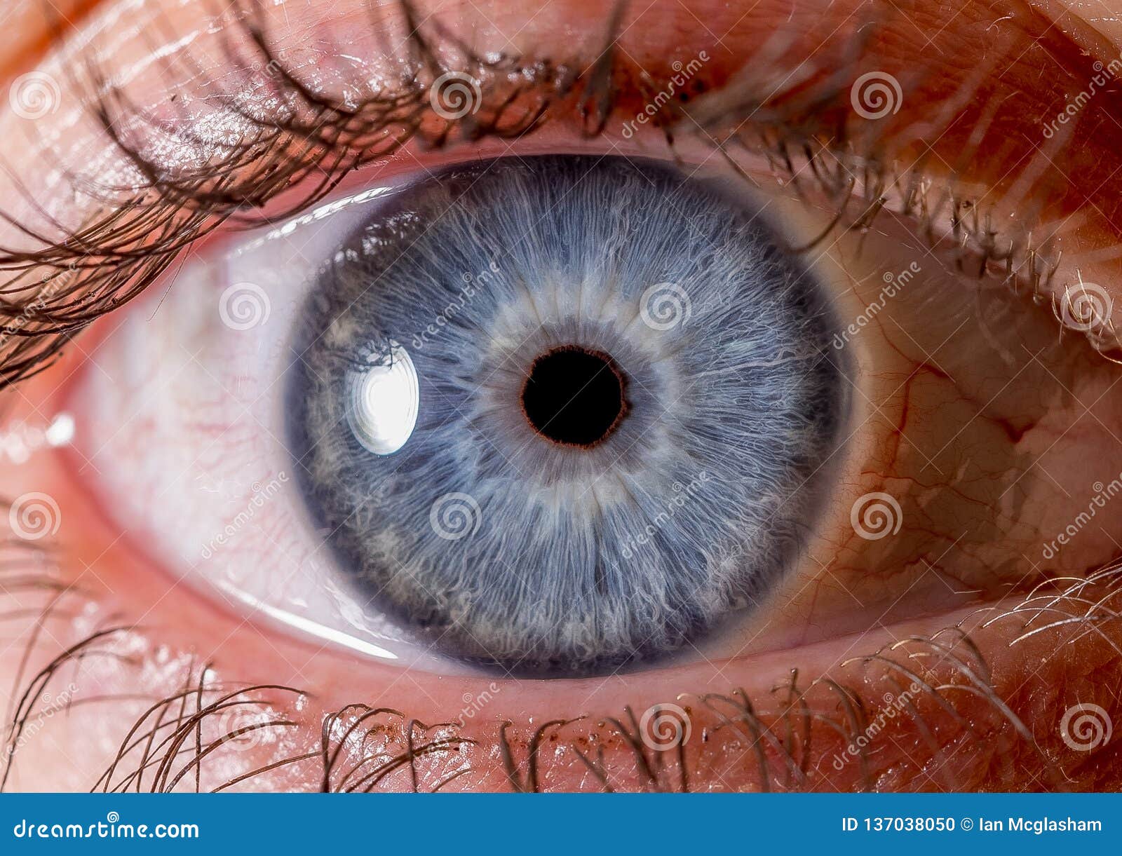 Close Up Eye. Close Up Iris. Very Close Macro Shot of an Eyeball Stock ...