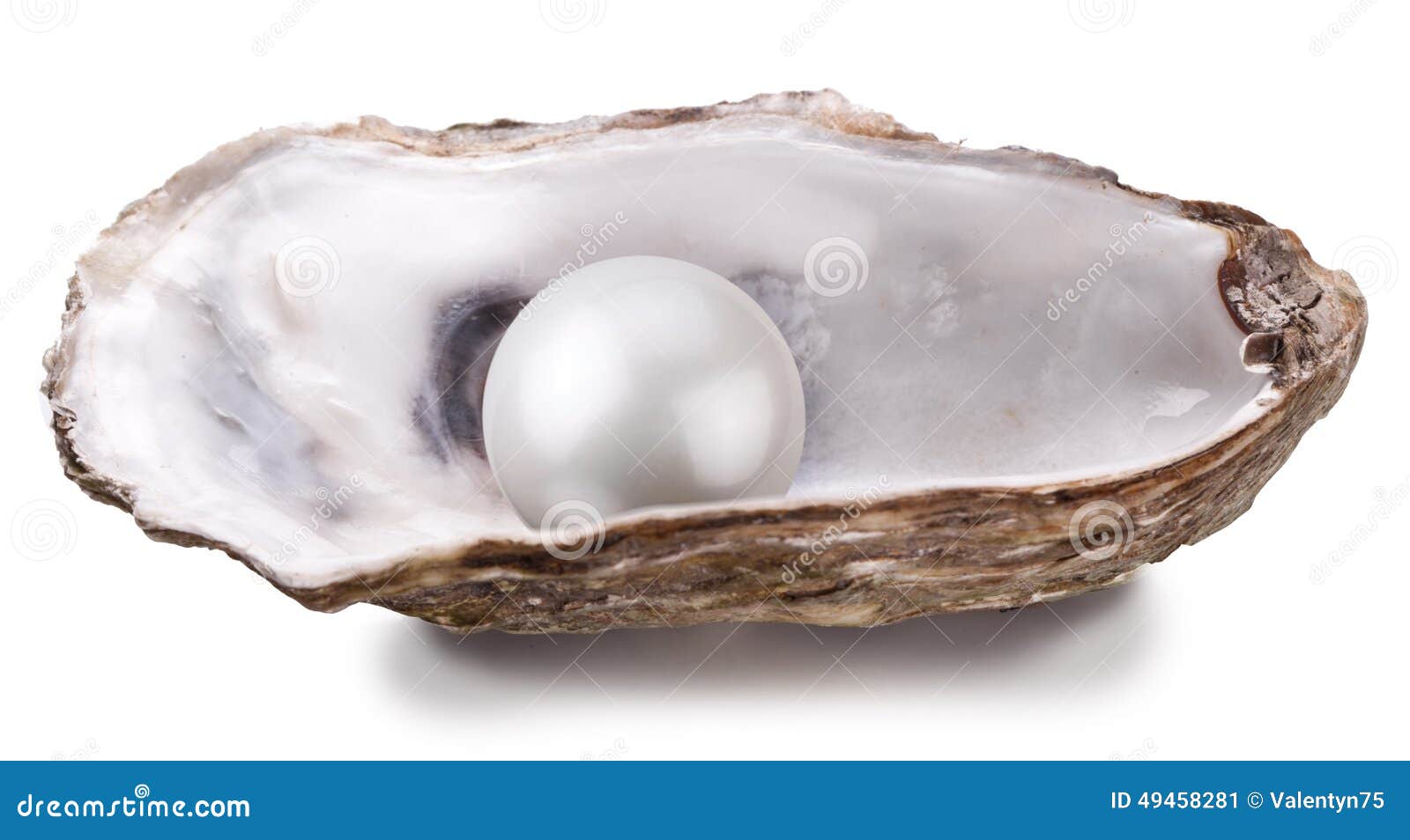 Auster Mit Der Perle Lokalisiert Stockbild - Bild von nair, farbe: 49458281