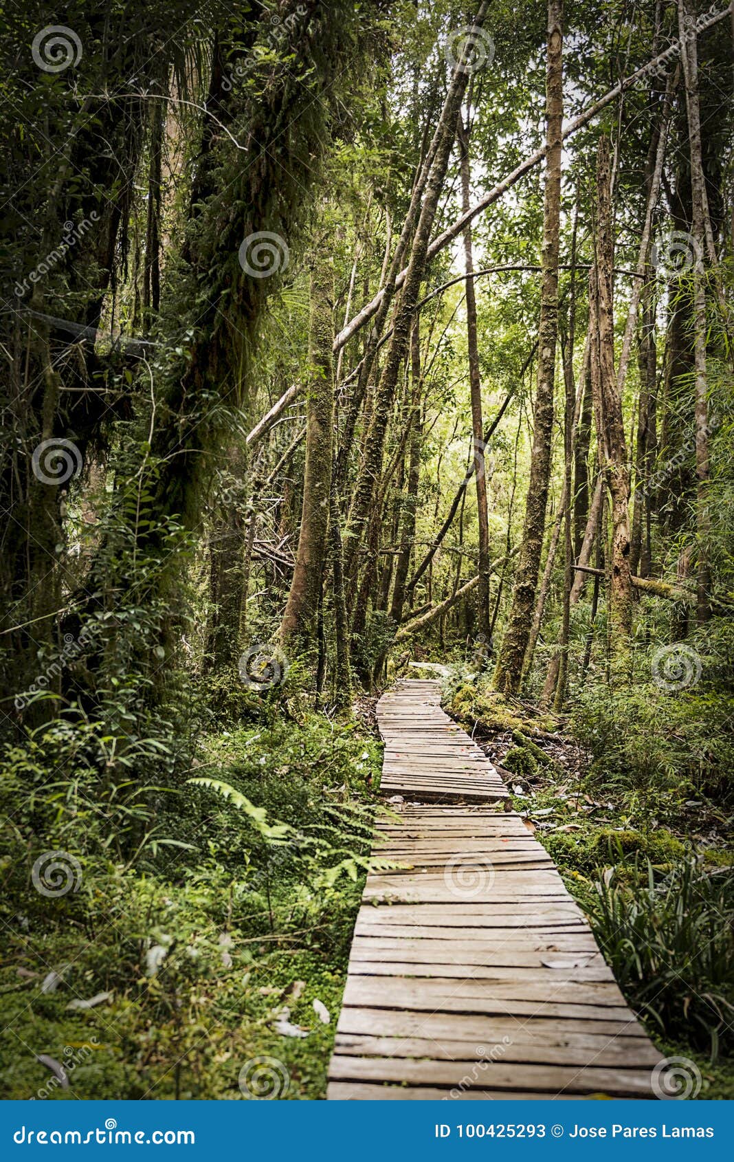 The austral roud stock image. Image of road, plant, creek - 100425293