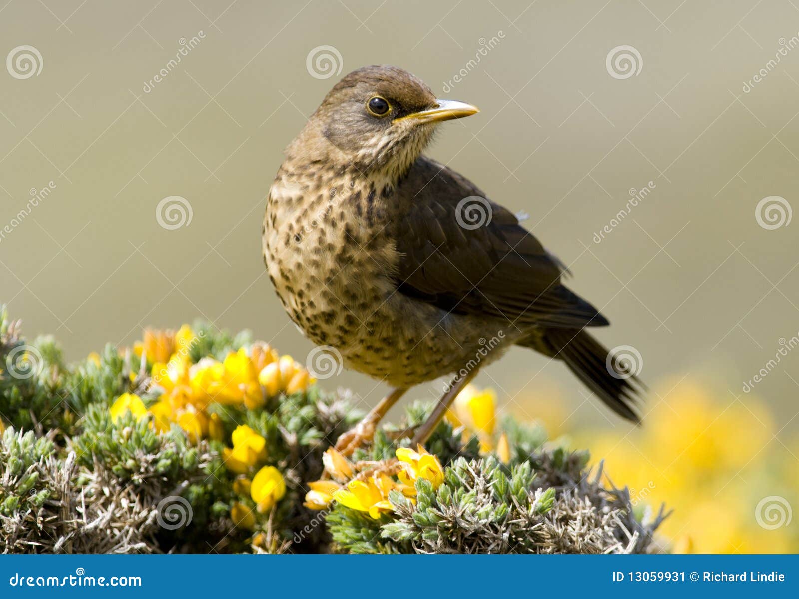 Austral Thrush - Falklands stock image. Image of thrush - 13059931