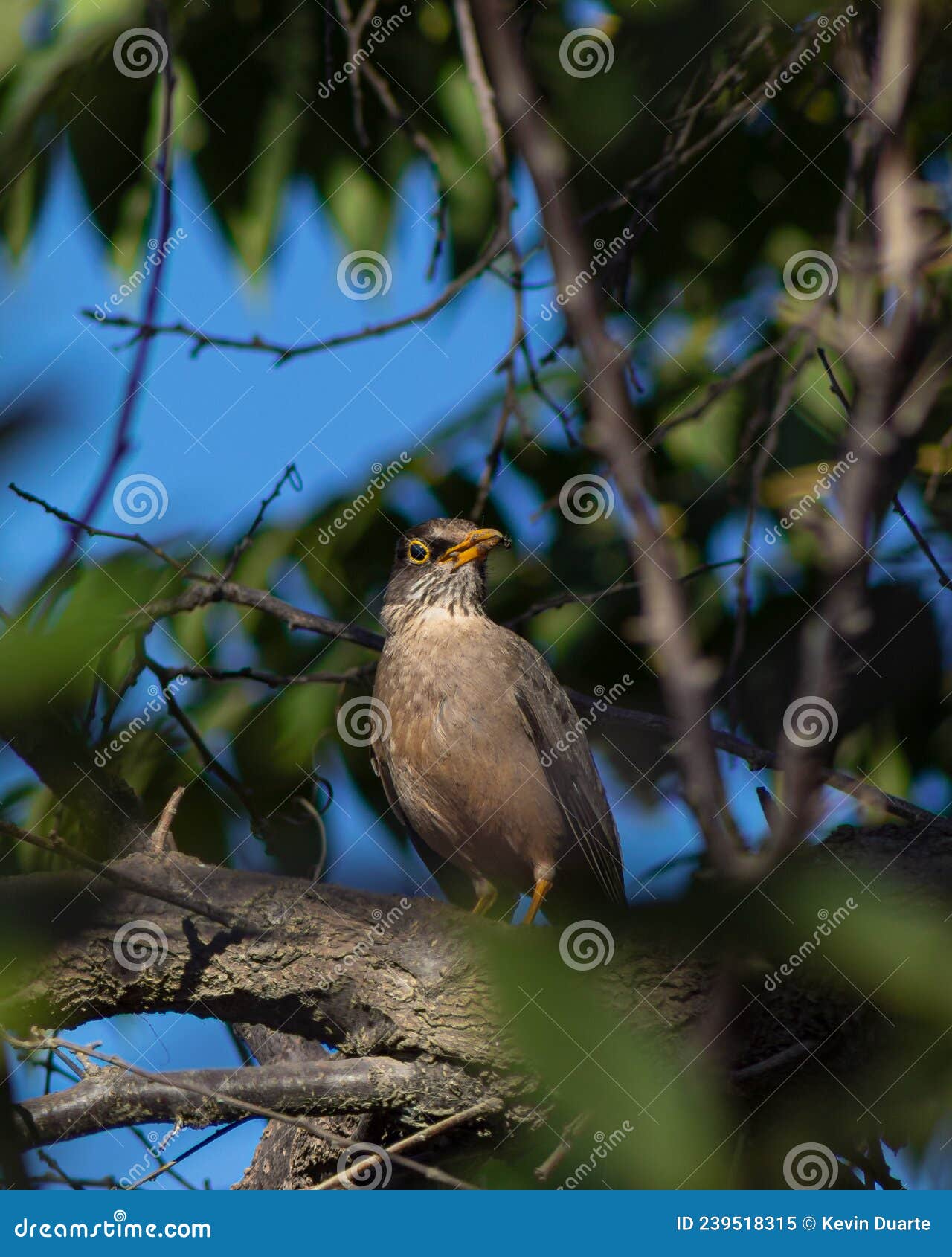 Austral Thrush Turdus Falcklandii On A Branch Tree- Ushuaia - Argentina ...