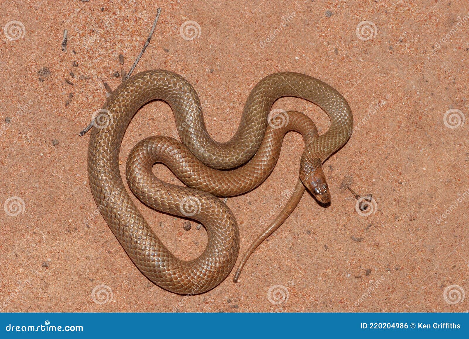 Ringed Brown Snake stock photo. Image of pseudonaja - 220204986