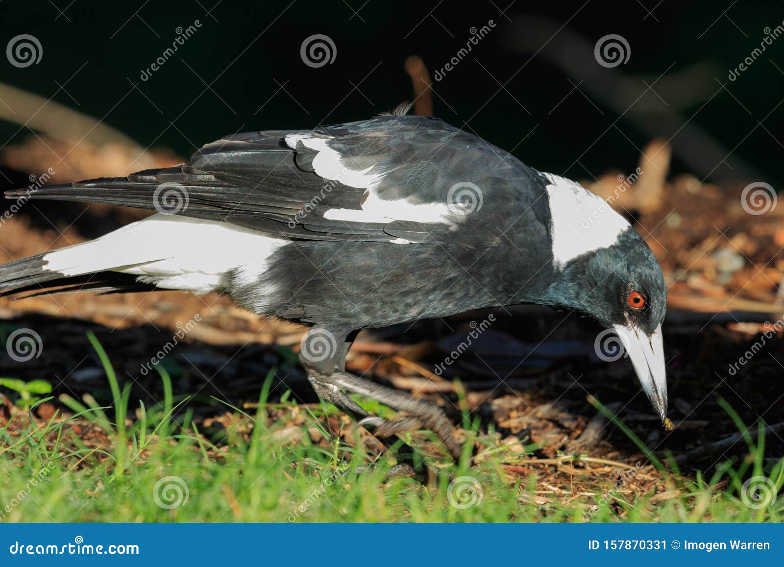 Australasian Corvid - the Magpie Stock Image - Image of exotic ...