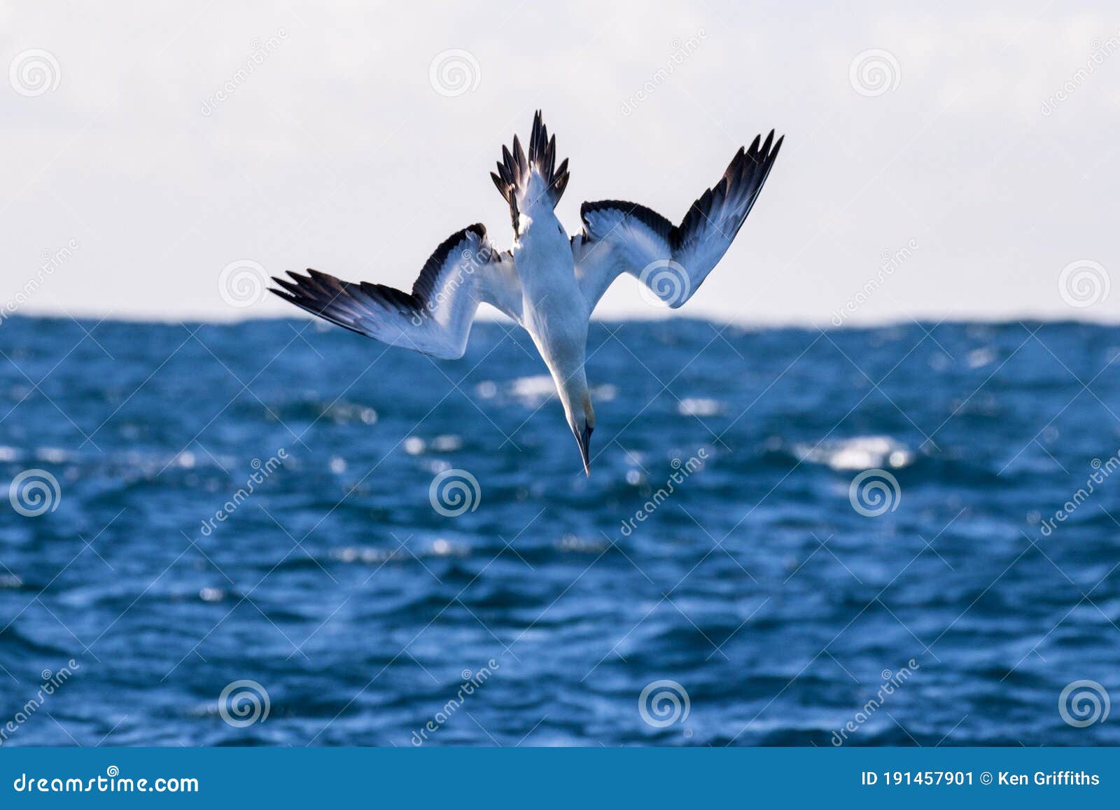 Australasian Gannet stock image. Image of australia - 191457901