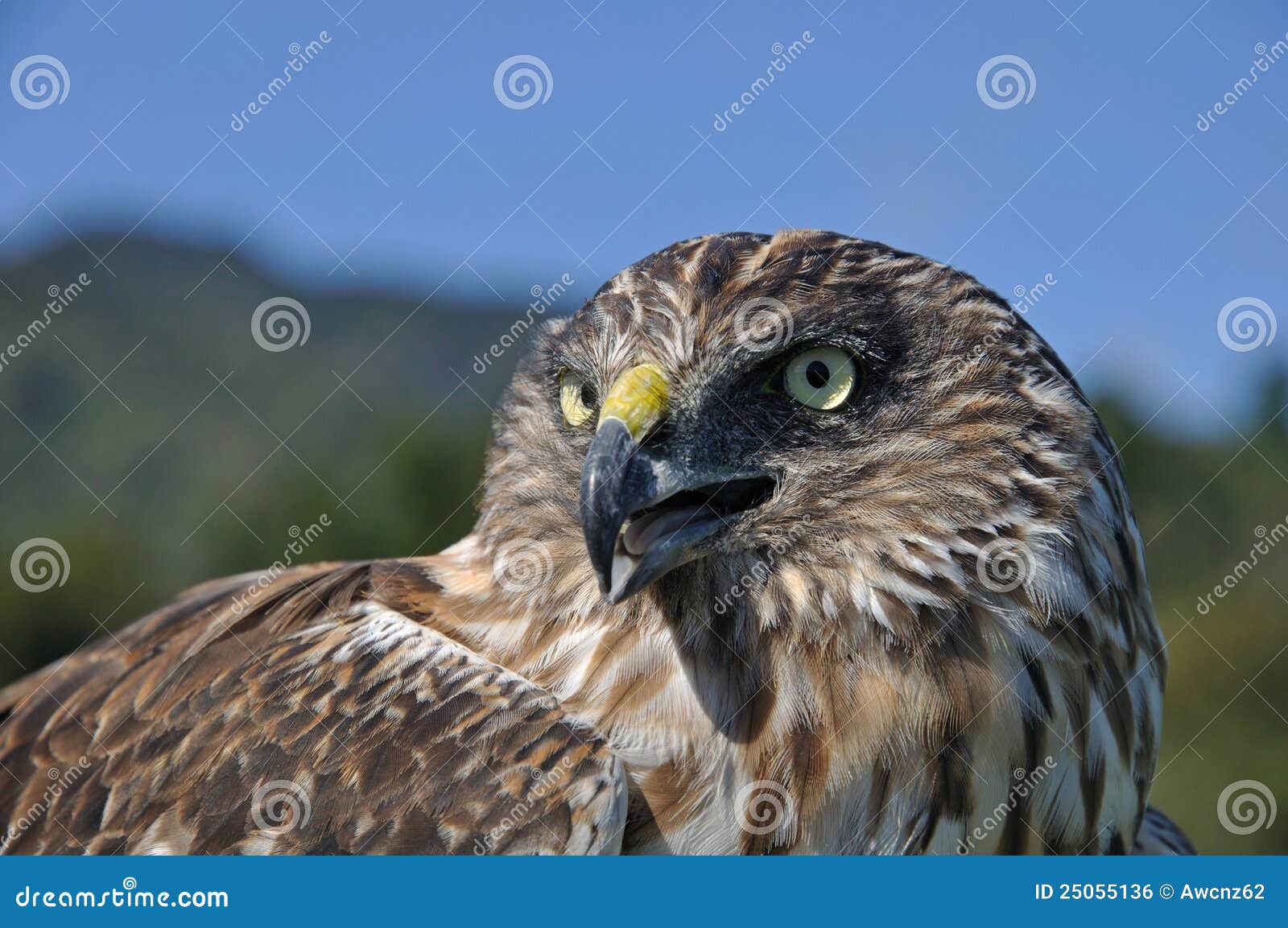 Australasian Harrier Hawk stock photo. Image of approximans - 25055136