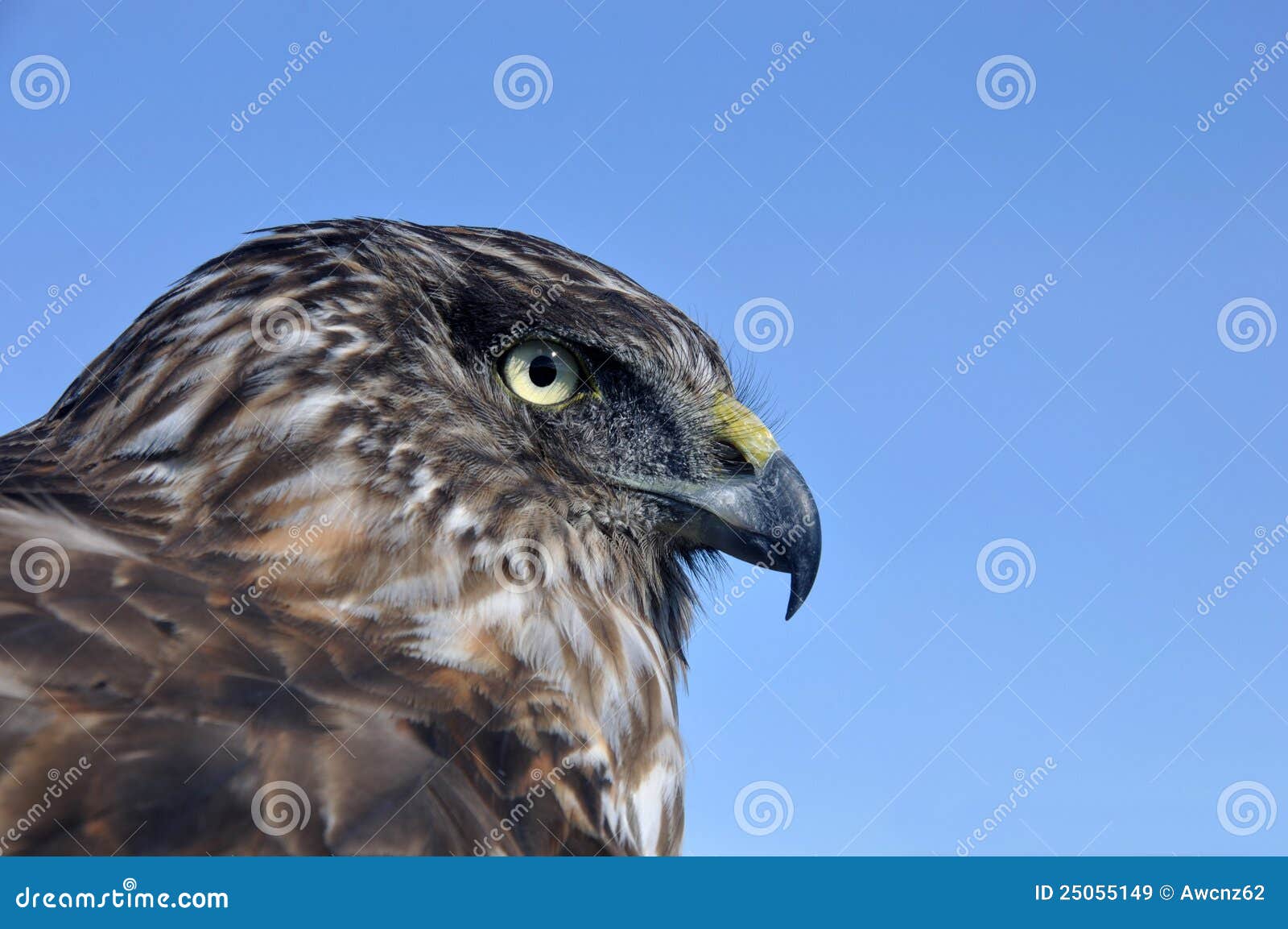 Australasian Harrier Hawk stock image. Image of flight - 25055149