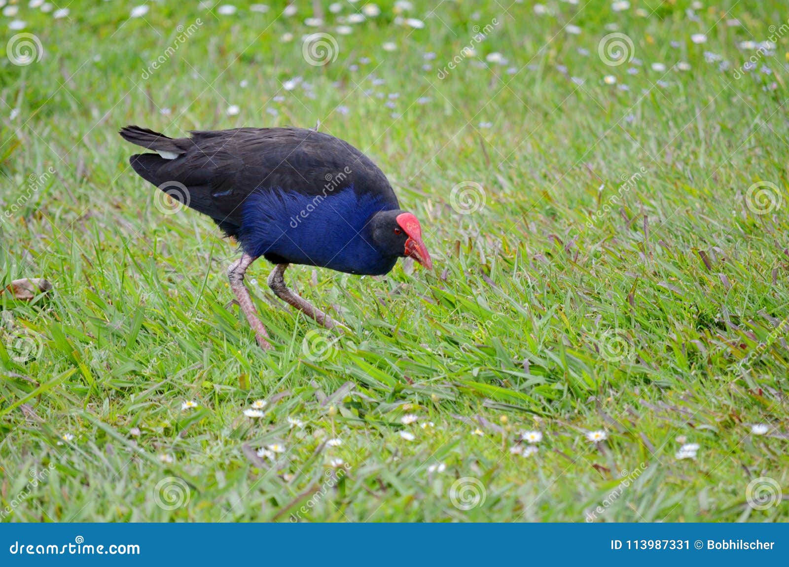Australasian swamphen стоковое изображение. изображение насчитывающей ...