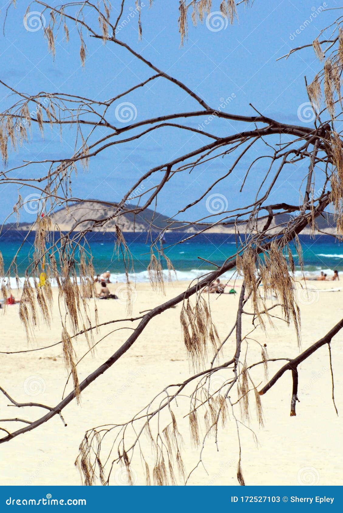 Australia- Beach through Tree Limbs with Distant People Stock Image ...