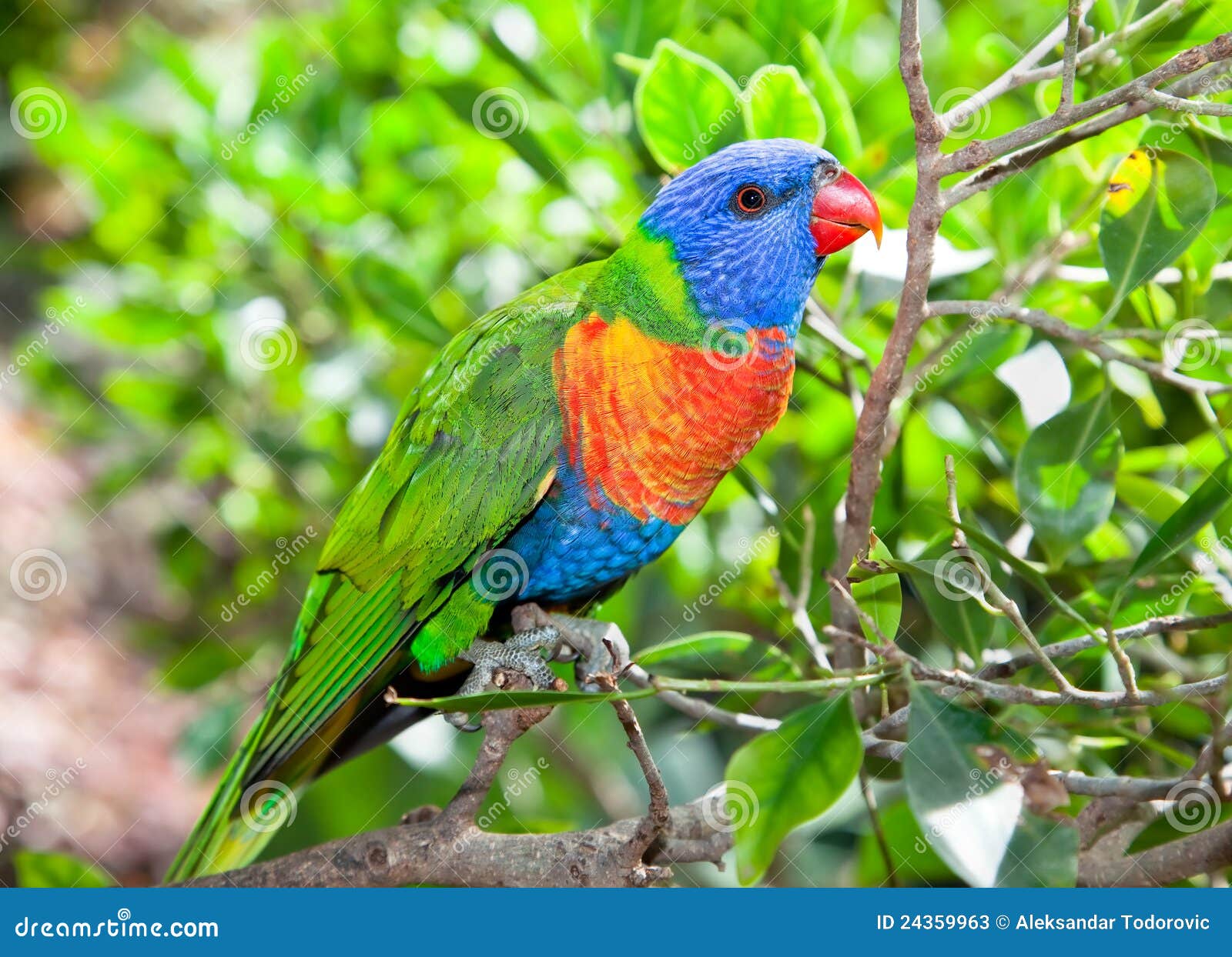 Australia Beautiful Lorikeets on Branch Stock Image - Image of beauty ...