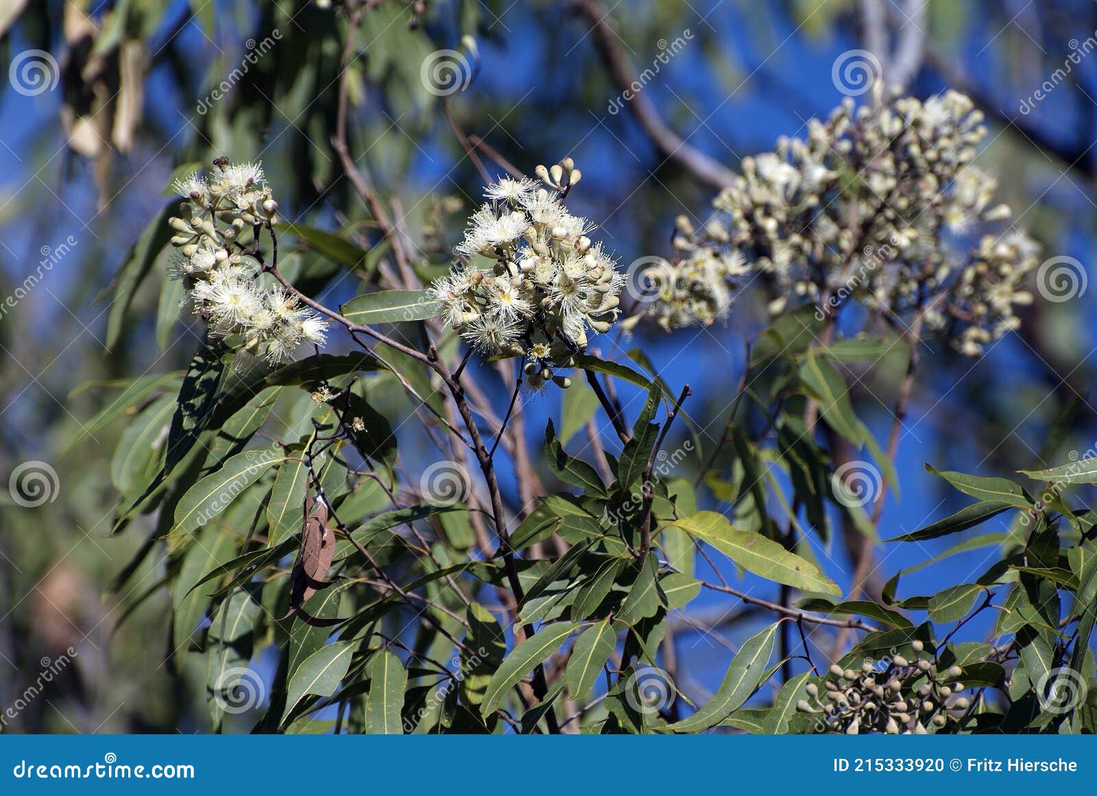 Australia, Black Peppermint Tree Stock Photo - Image of blooming ...
