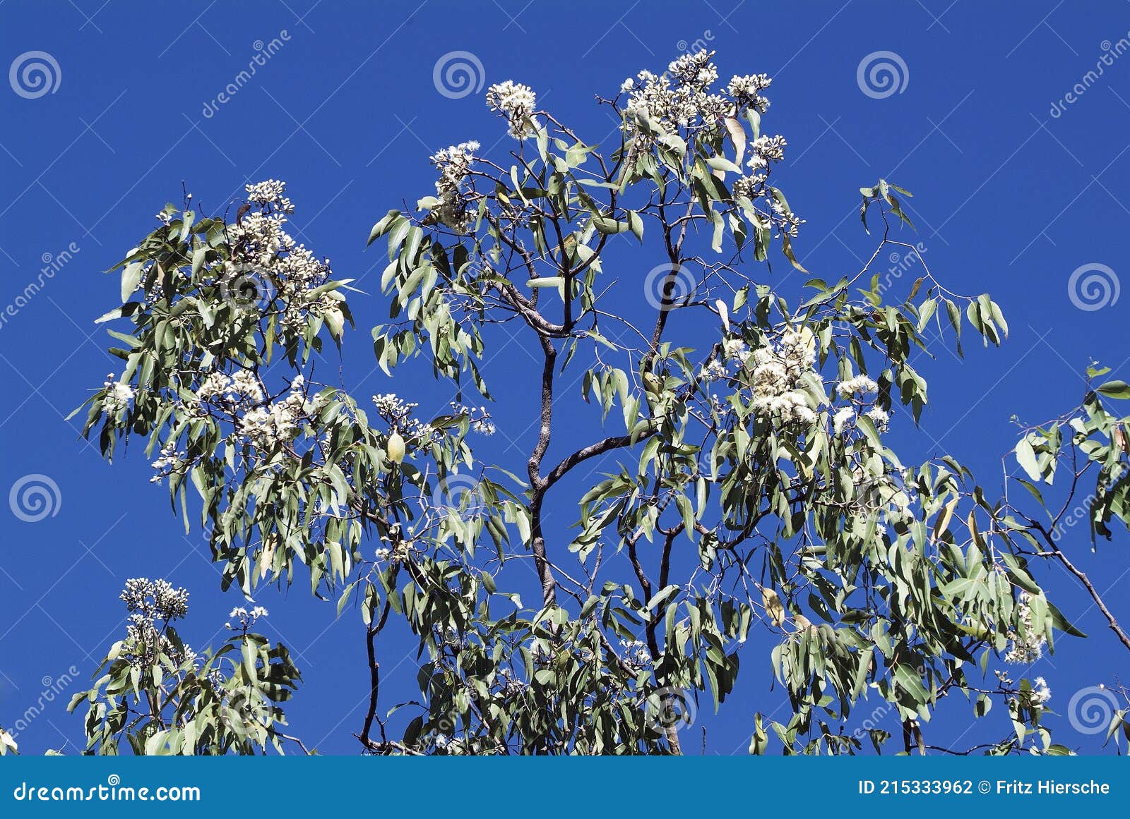 Australia, Black Peppermint Tree Stock Photo - Image of horizontal ...