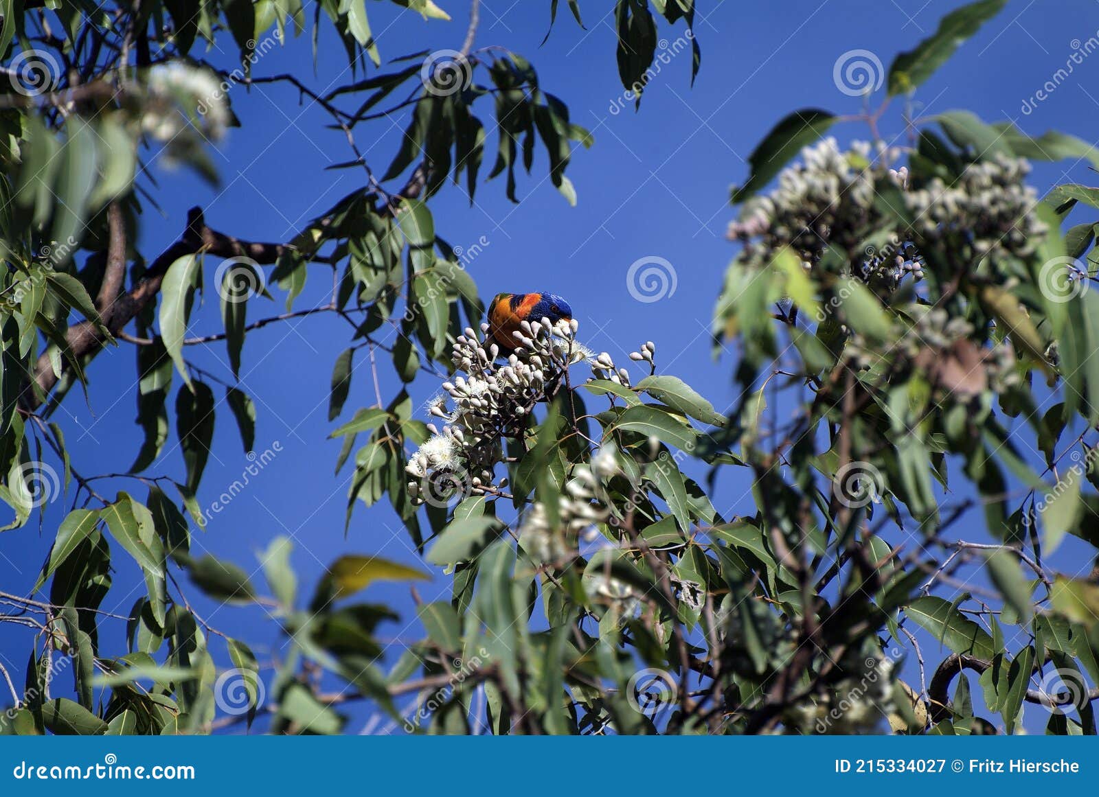 Australia, Black Peppermint Tree Stock Image - Image of blooming ...