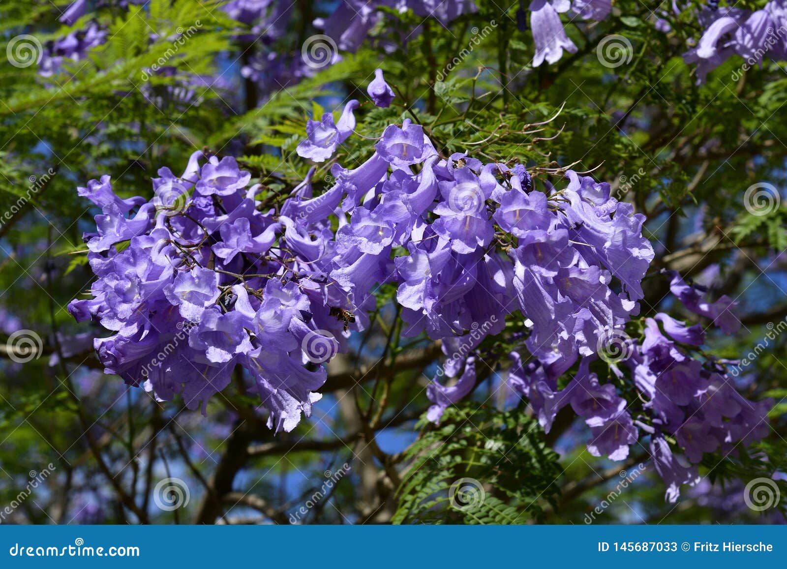 Australia, Botany, Jacaranda Tree Stock Image - Image of jacaranda ...
