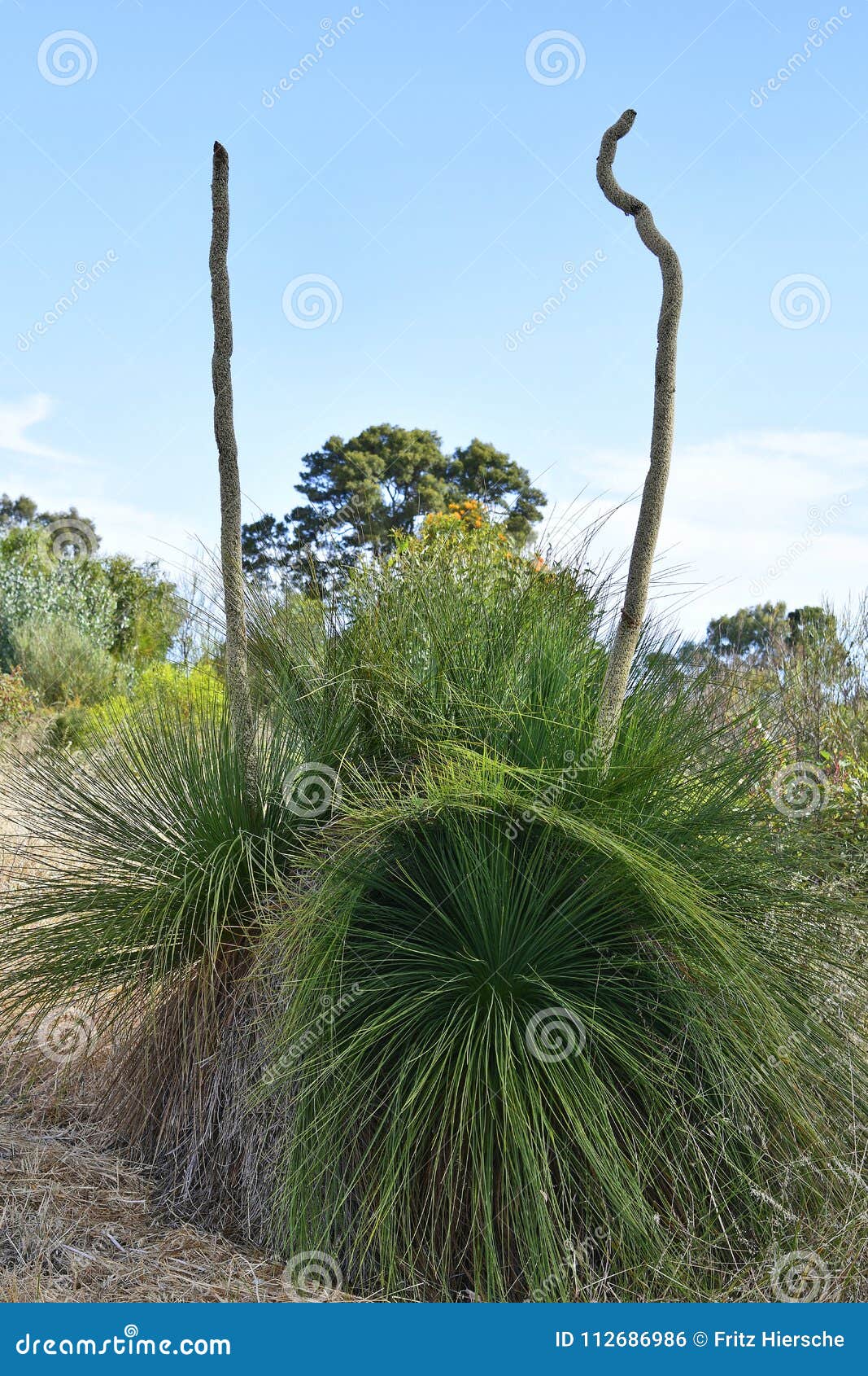 Australia, Botany, Grass Tree Stock Photo - Image of plant, endemic ...