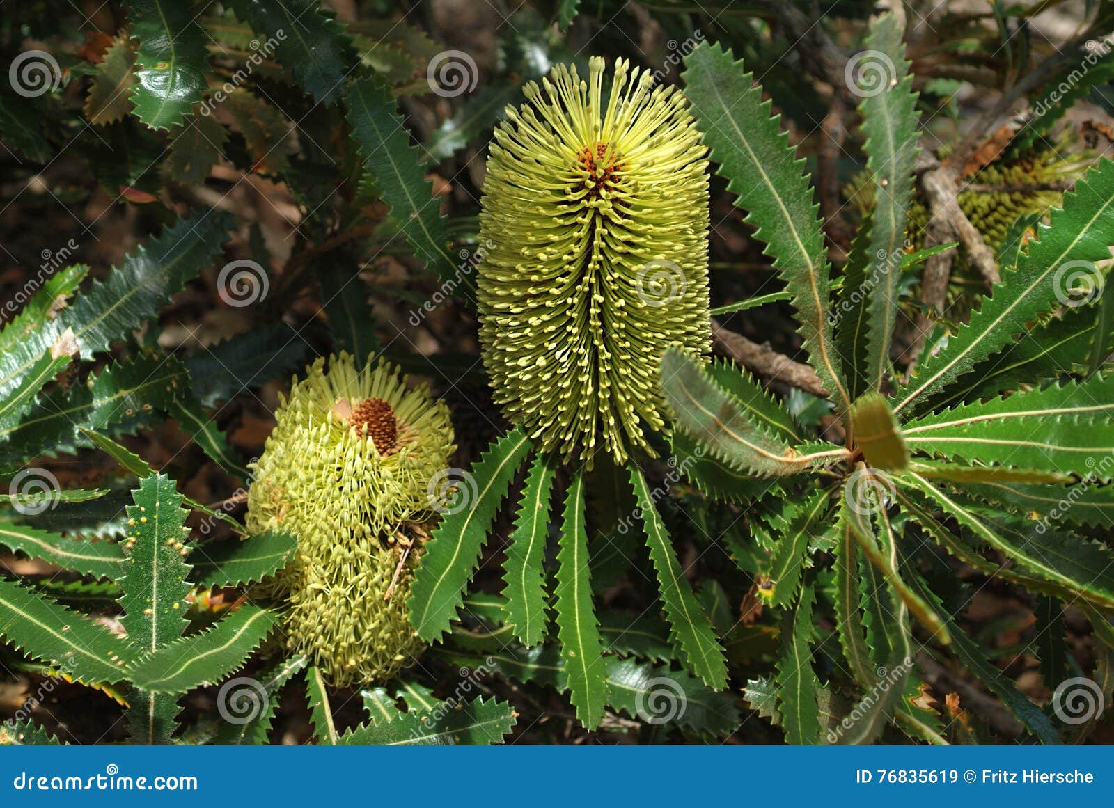 Australia, Botany stock image. Image of leaves, australia - 76835619