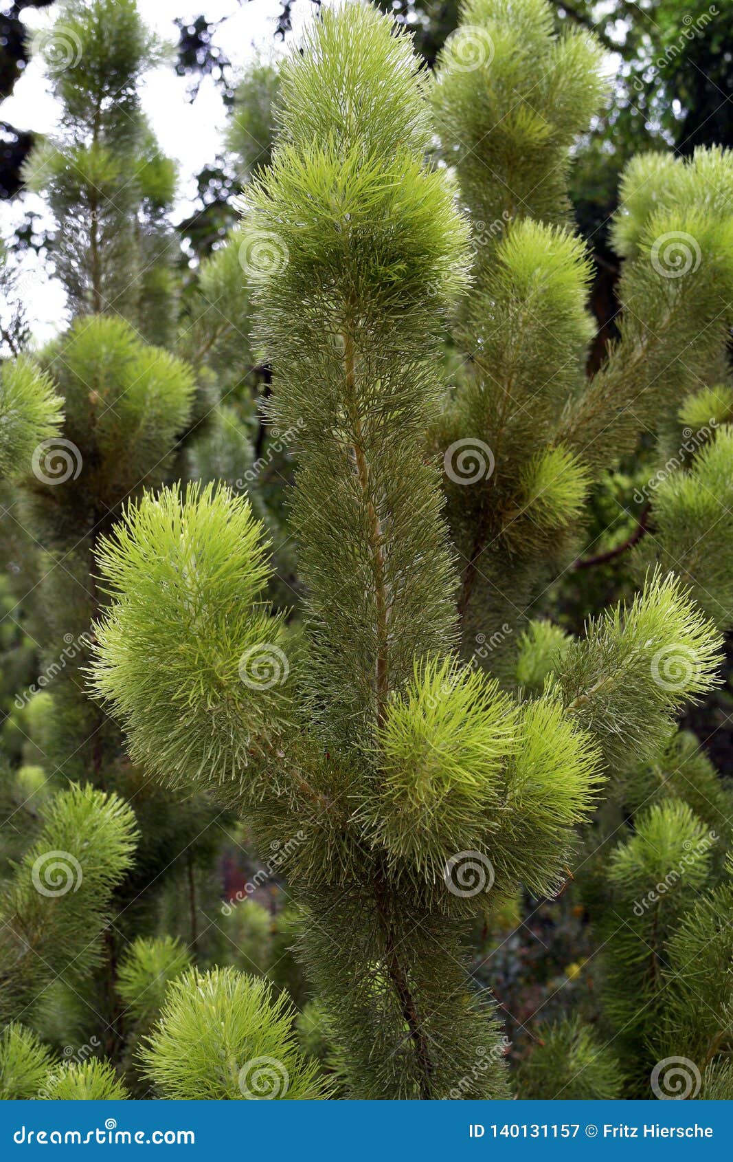 Adenanthos Sericeus Commonly Known As Woolly Bush Royalty-Free Stock ...