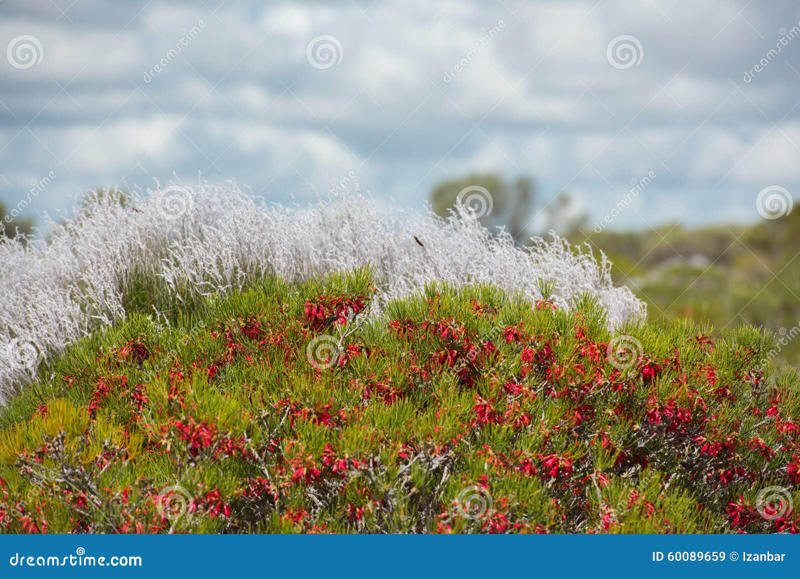 Australia Bush Flowers Flora Detail Stock Image - Image of flower ...