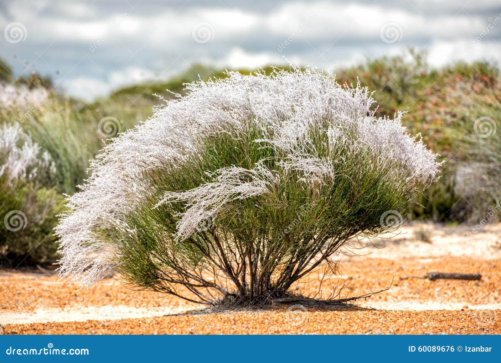 Australia Bush Flowers Flora Detail Stock Photo - Image of shrub, pink ...