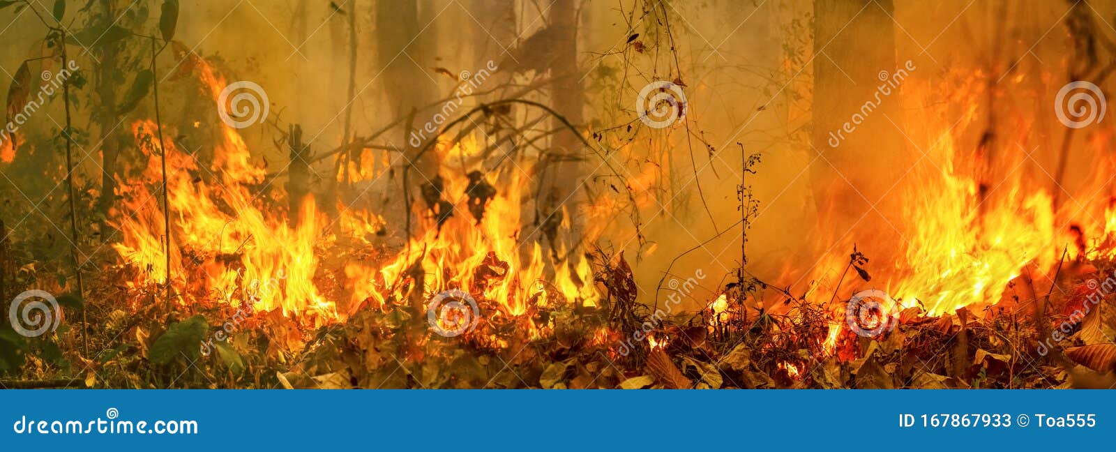 Australia Bushfires, Fire is Fueled by Wind and Heat Stock Image ...