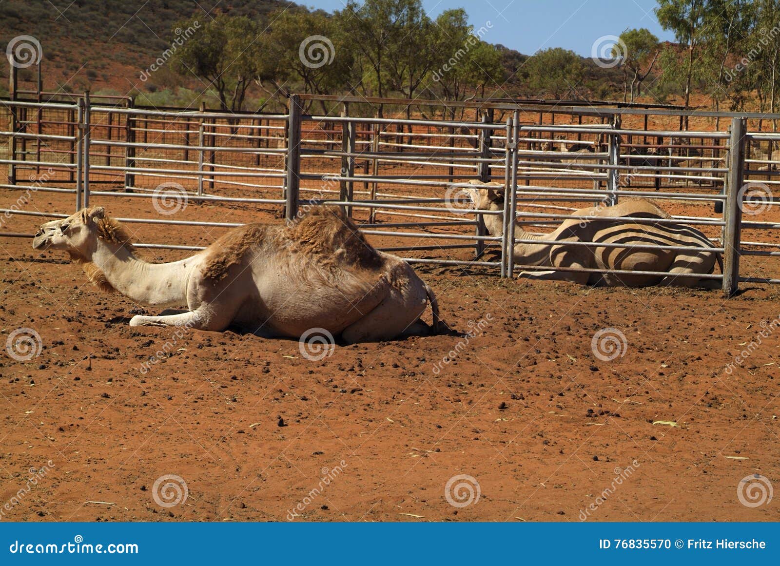 Australia, camel farm stock photo. Image of australia - 76835570