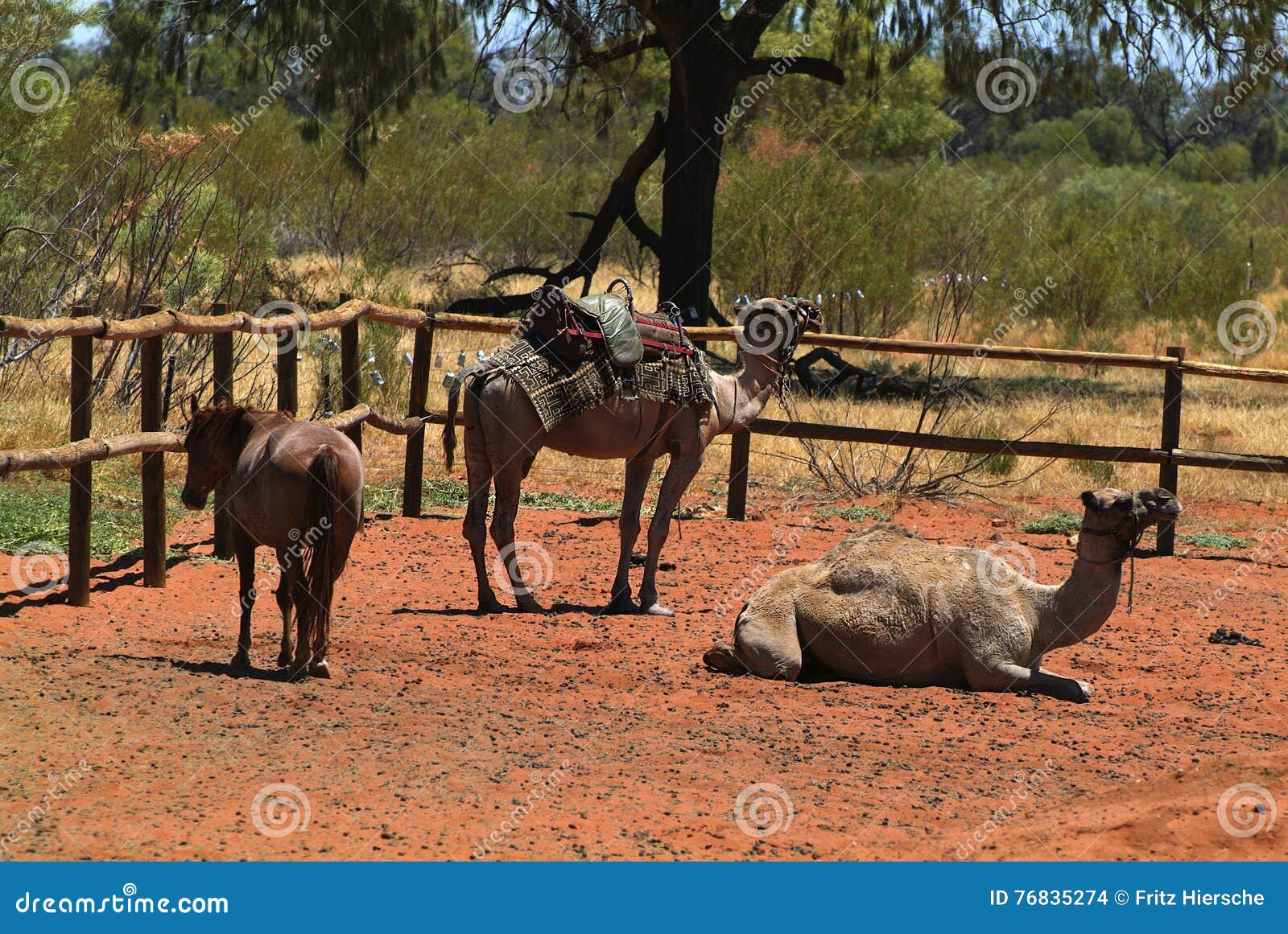 Australia, camel farm stock photo. Image of animal, camel - 76835274