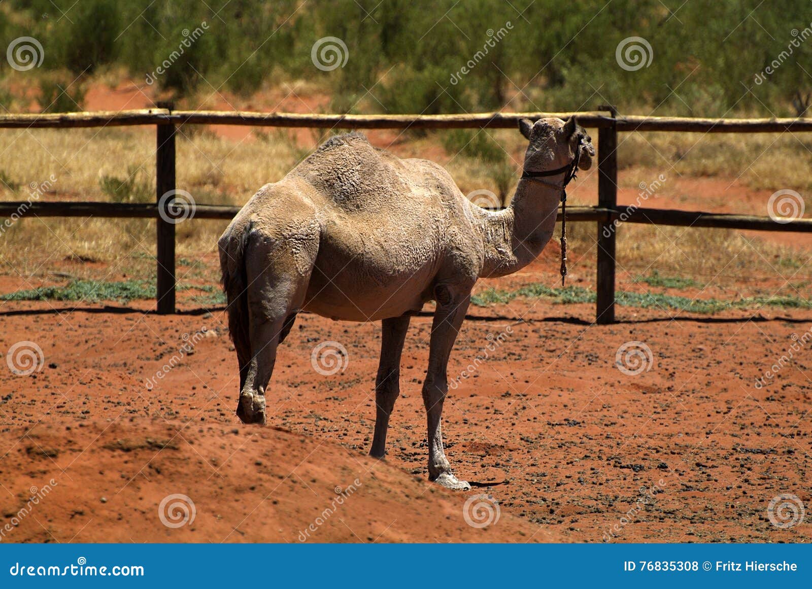 Australia, camel farm stock photo. Image of outback, dromedary - 76835308