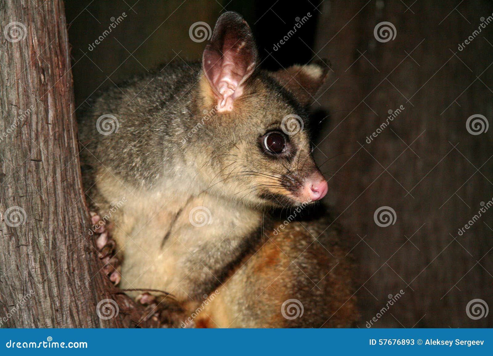 Australia Common Brushtail Possum Stock Image - Image of fitzroy ...