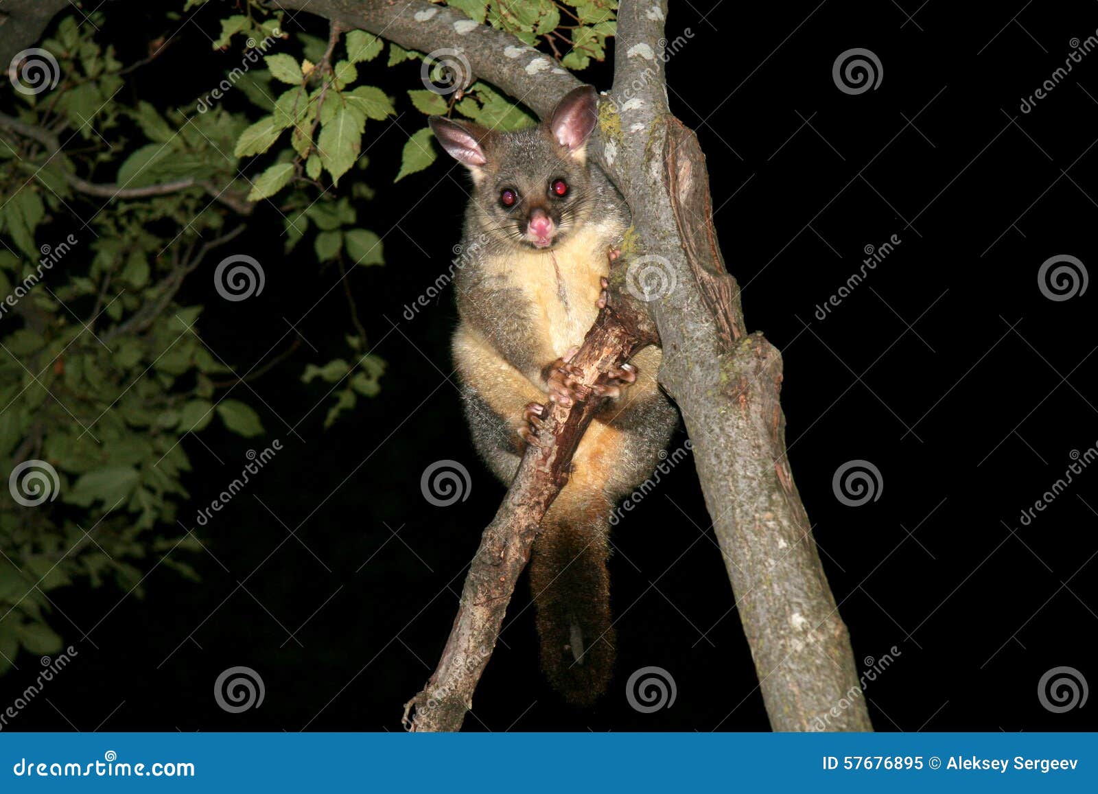 Australia Common Brushtail Possum Stock Image - Image of victoria ...