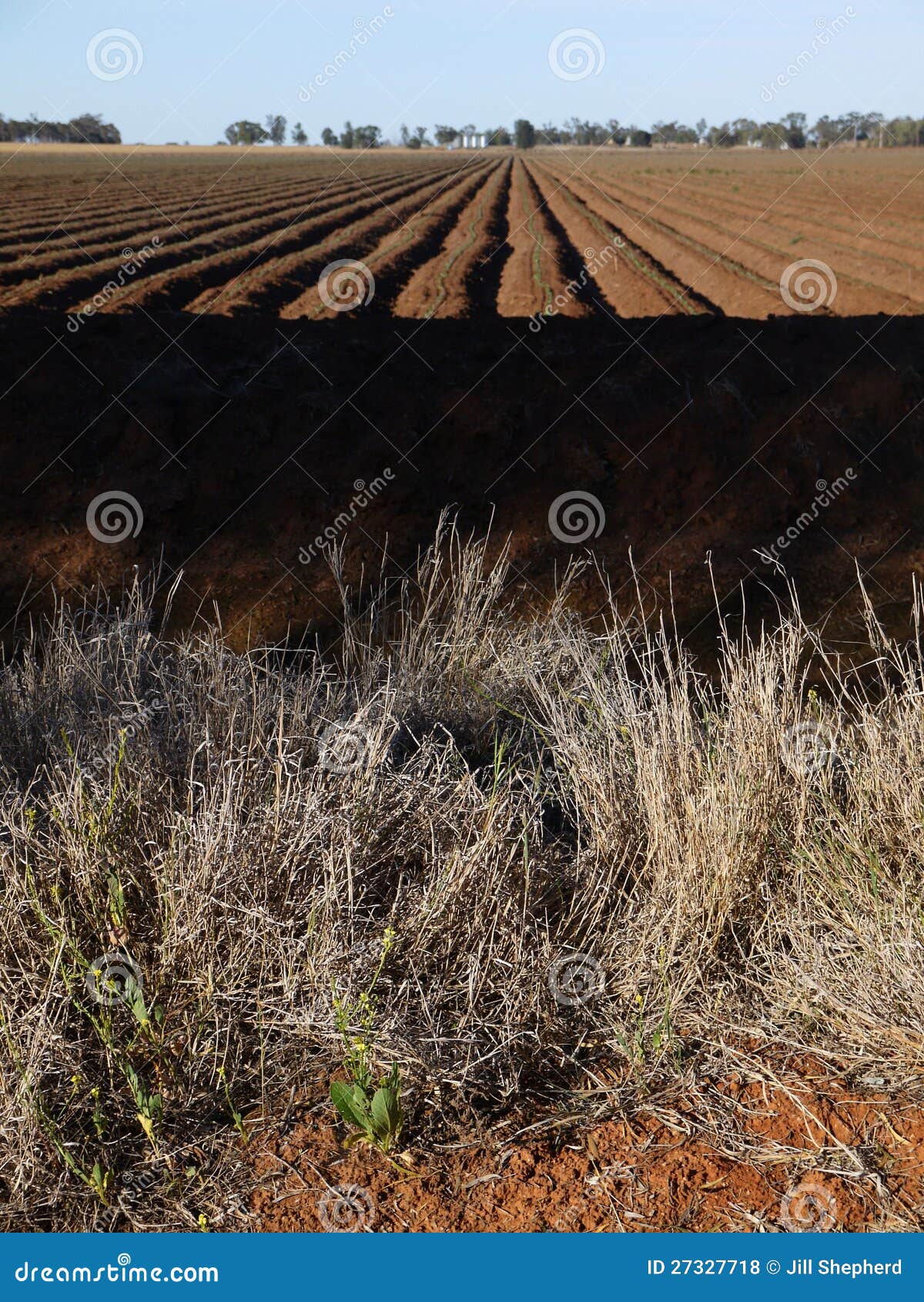 Australia: Cotton Field Irrigation Ditches Stock Photo - Image of ...