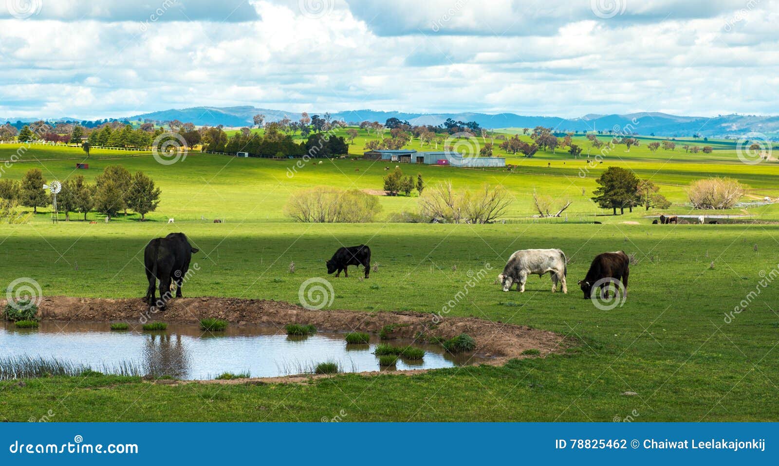 Australia countryside stock photo. Image of livestock - 78825462