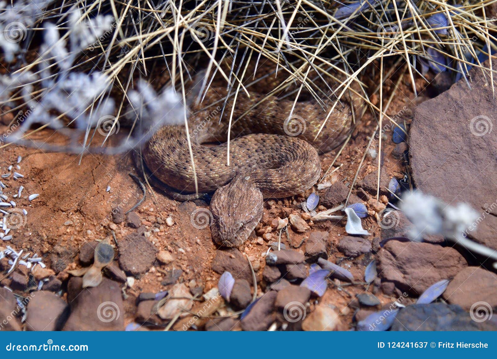 Desert Deathadder Location