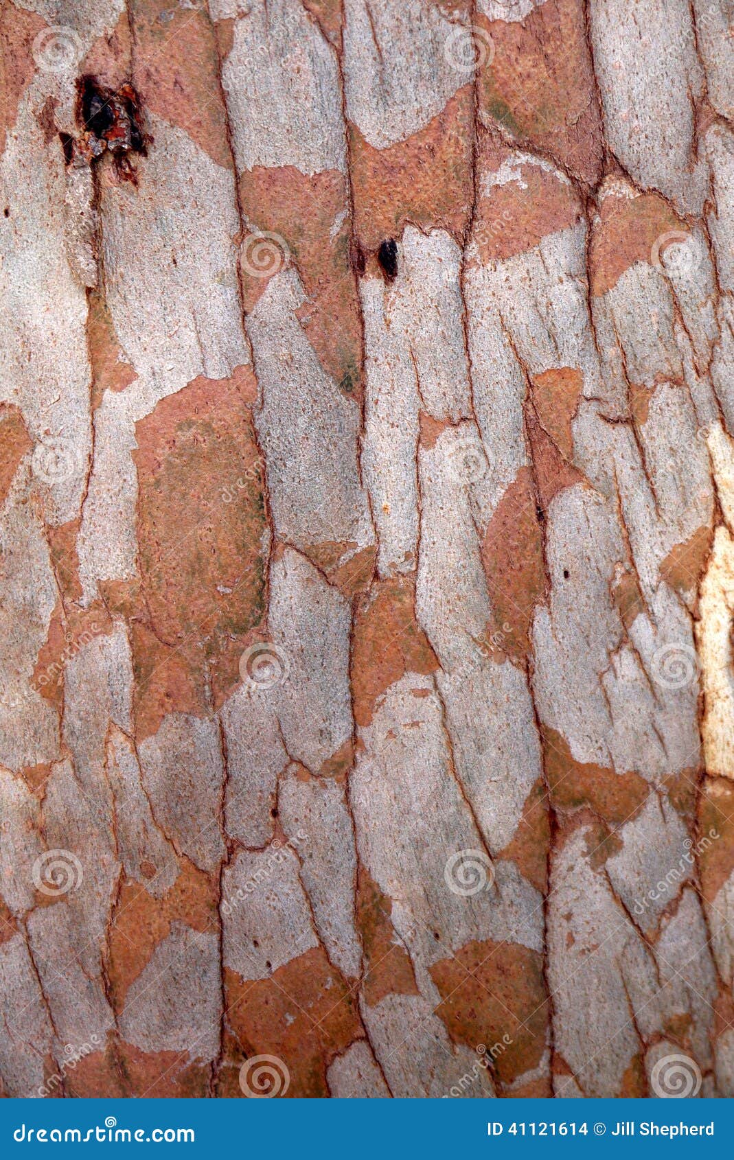 Australia: Eucalyptus Tree Bark Texture Stock Photo - Image of ...