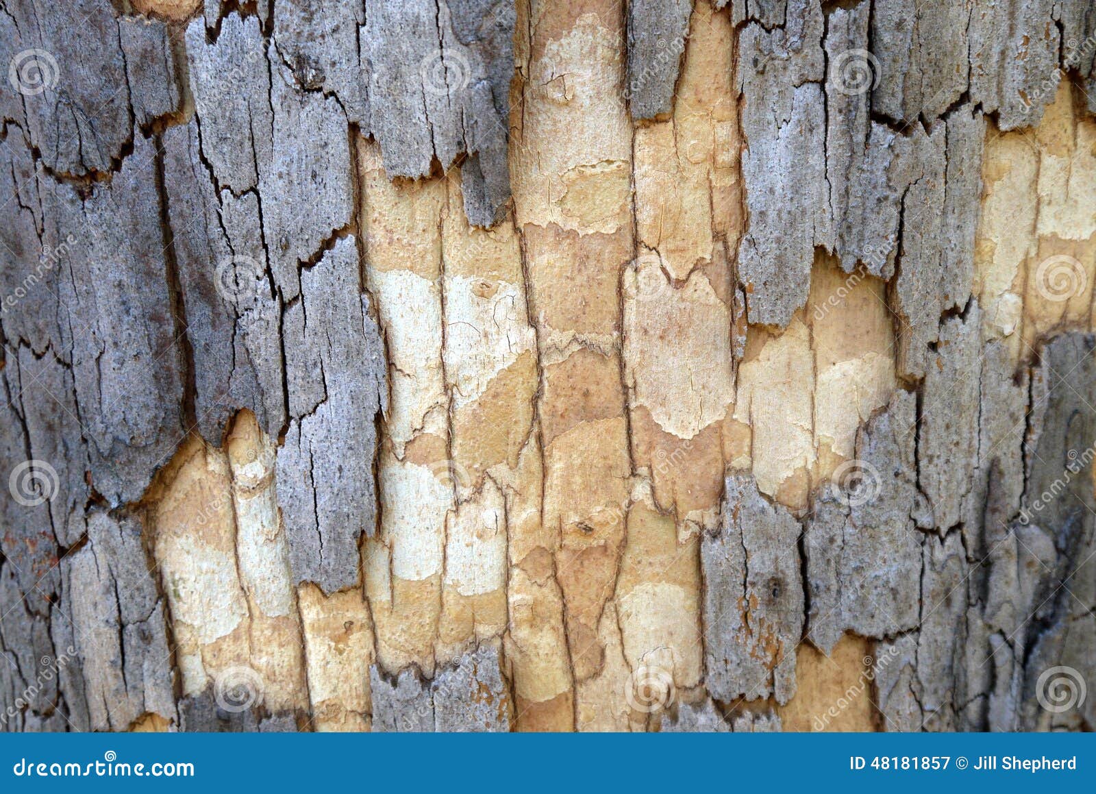 Australia: Eucalyptus Tree Grey Brown Bark Texture Stock Image - Image ...
