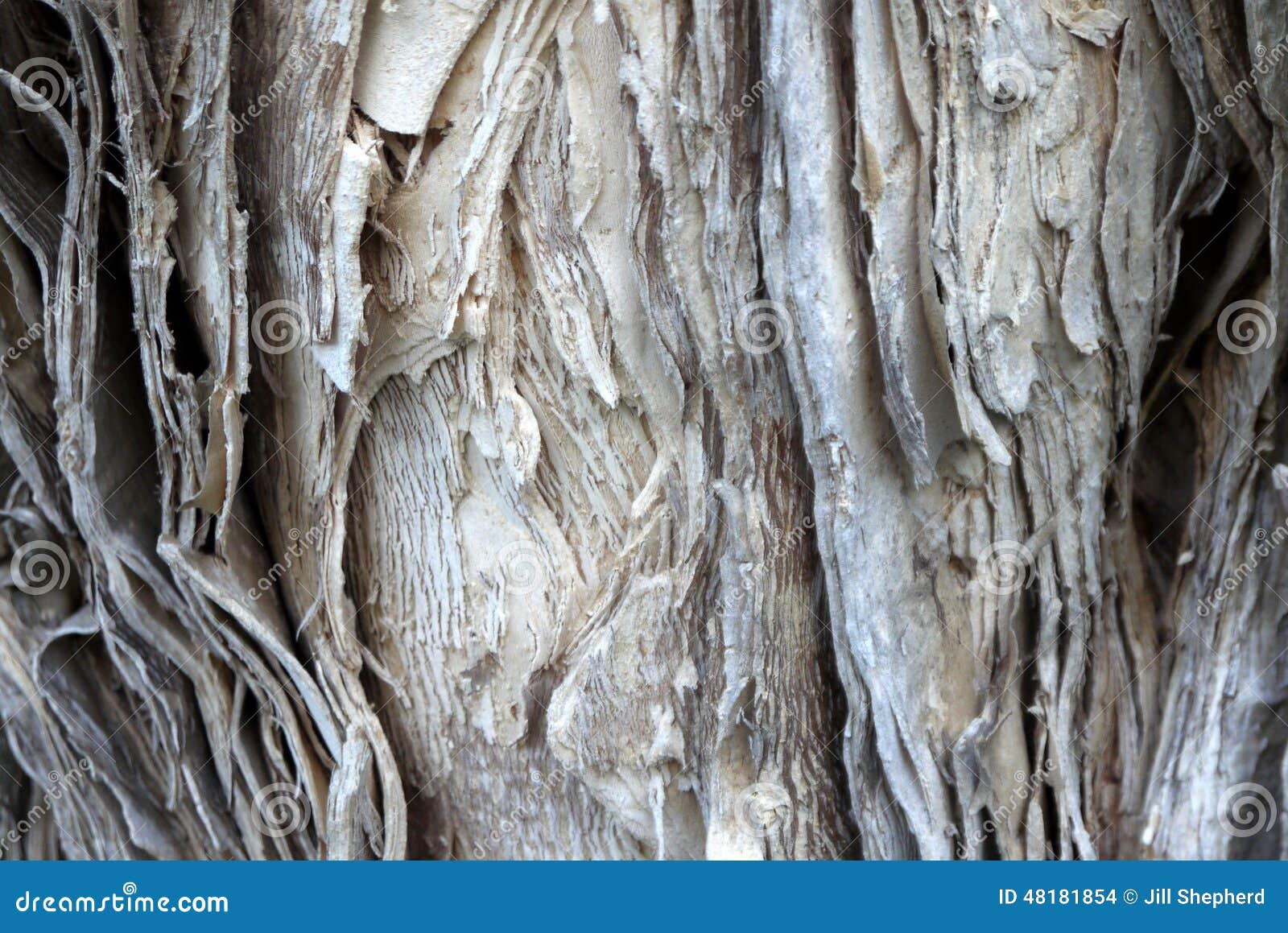Australia: Eucalyptus Tree Grey Paper Bark Texture Stock Photo - Image ...