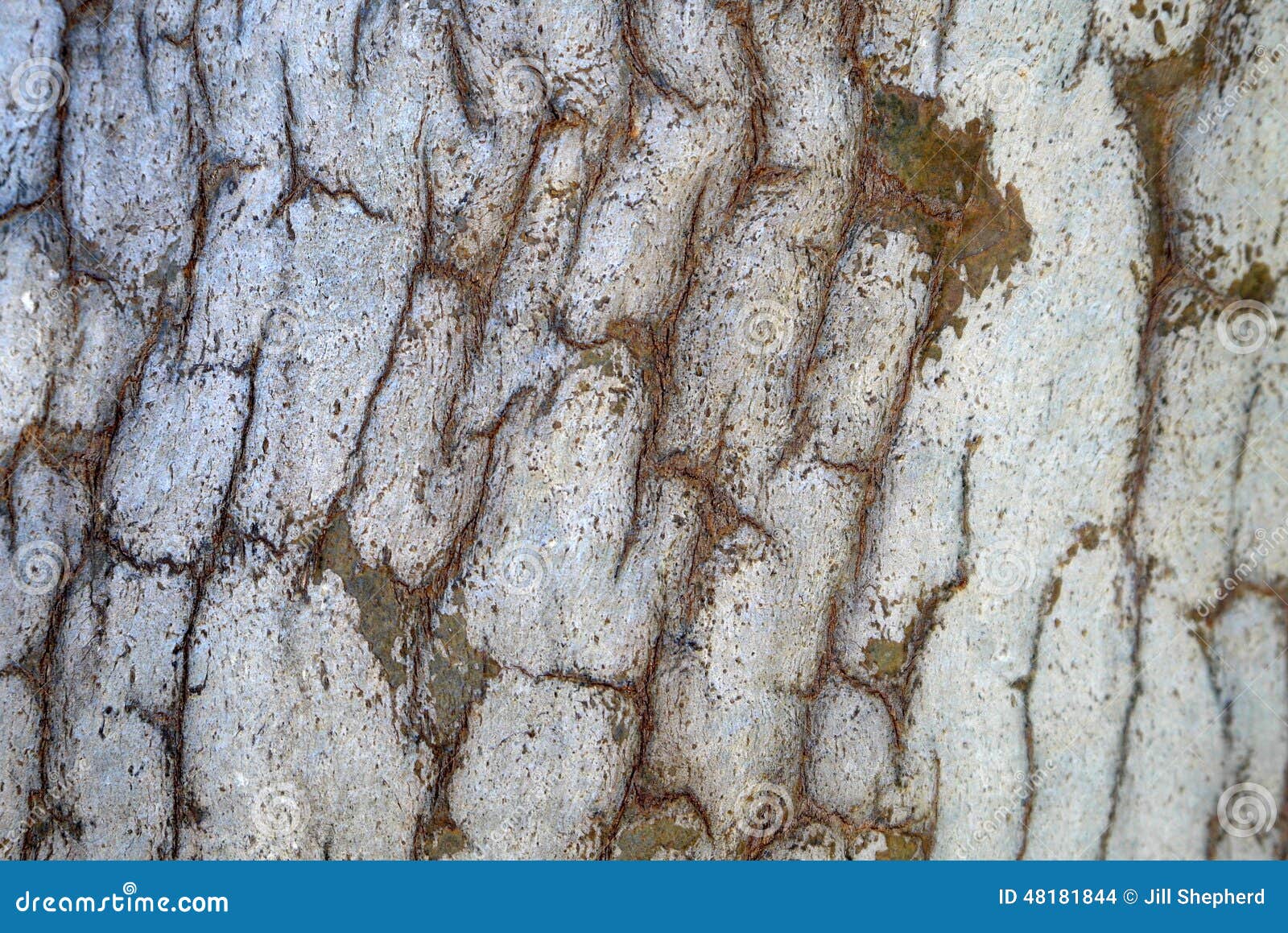 Australia: Eucalyptus Tree White Bark Texture Stock Photo - Image of ...