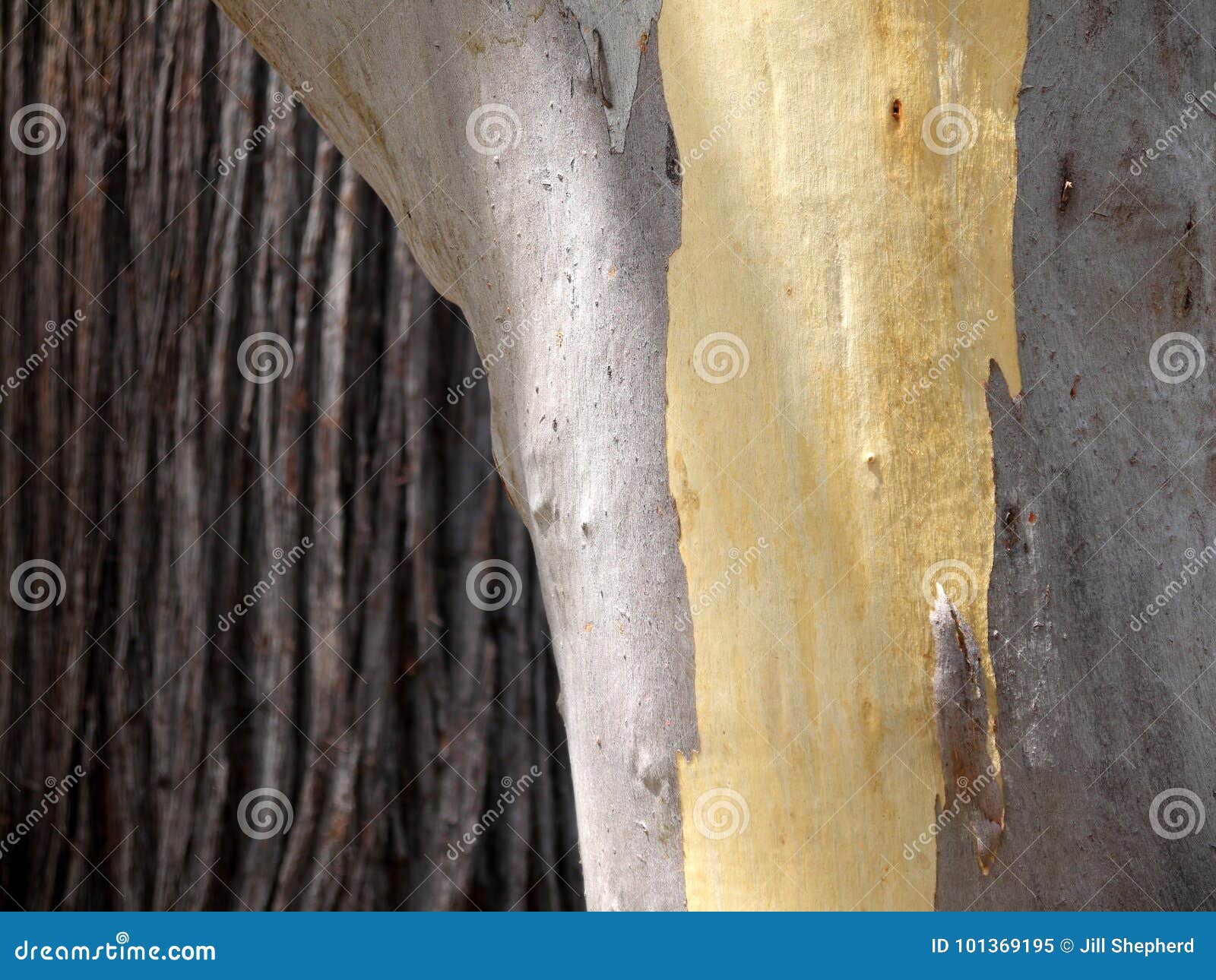 Australia: Eucalyptus Tree Bark Texture Stock Photography ...