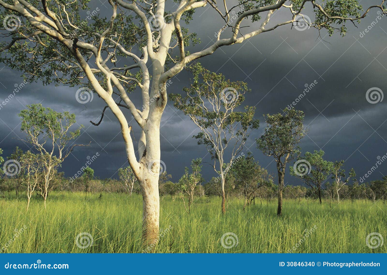 Australian Eucalyptus Trees