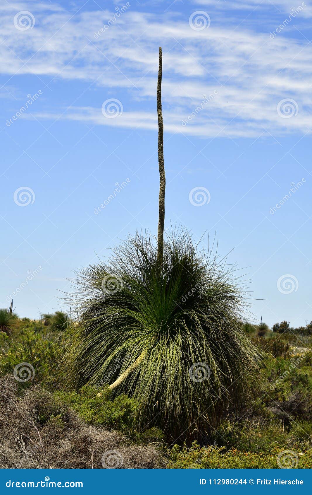 Australia, grass tree stock photo. Image of australia - 112980244