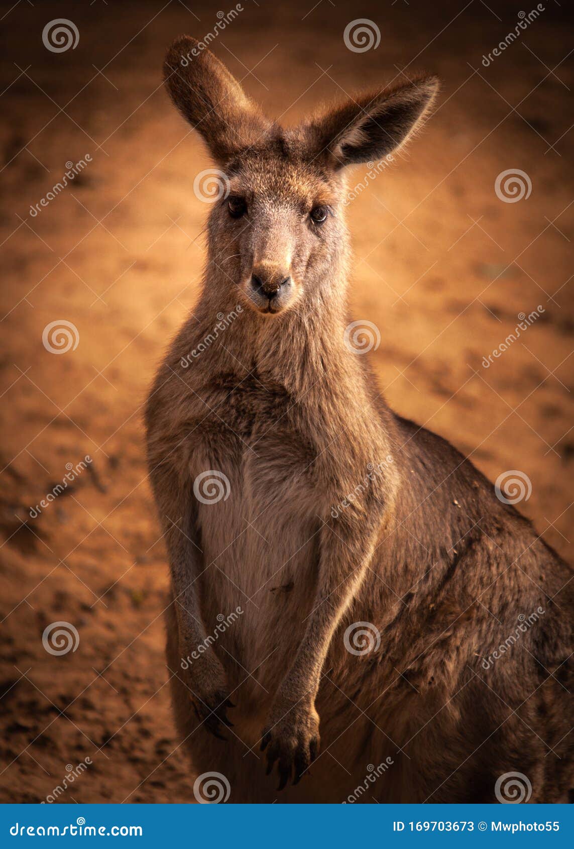 Australia Forest Fire Animals Images Kangaroos from Australia during ...