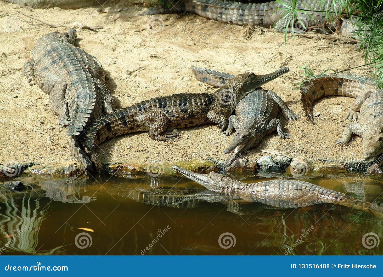 Freshwater Crocodiles Royalty-Free Stock Photography | CartoonDealer ...